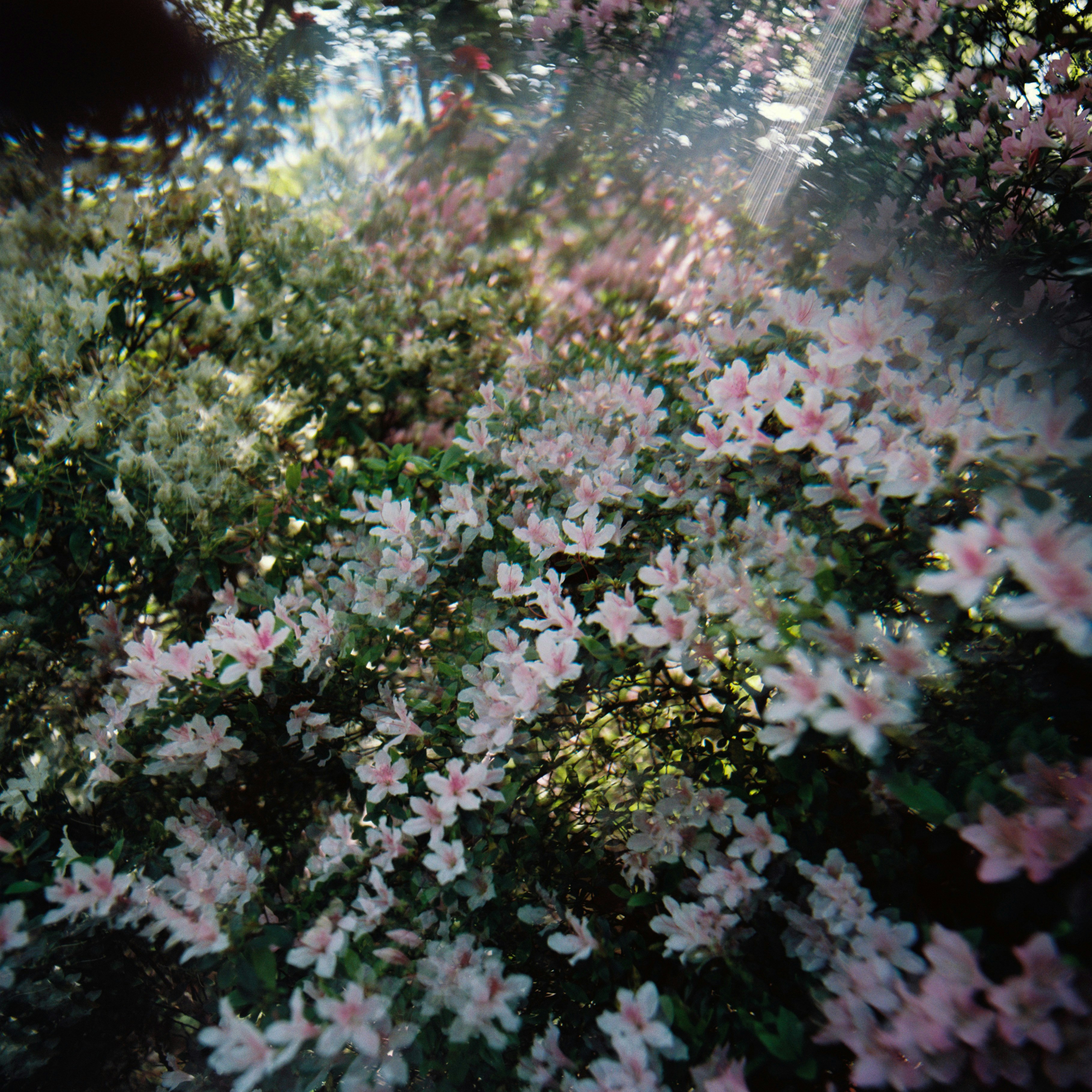 Delicate pink and white blossoms interwoven among lush green foliage, creating a vibrant tapestry of springtime beauty.