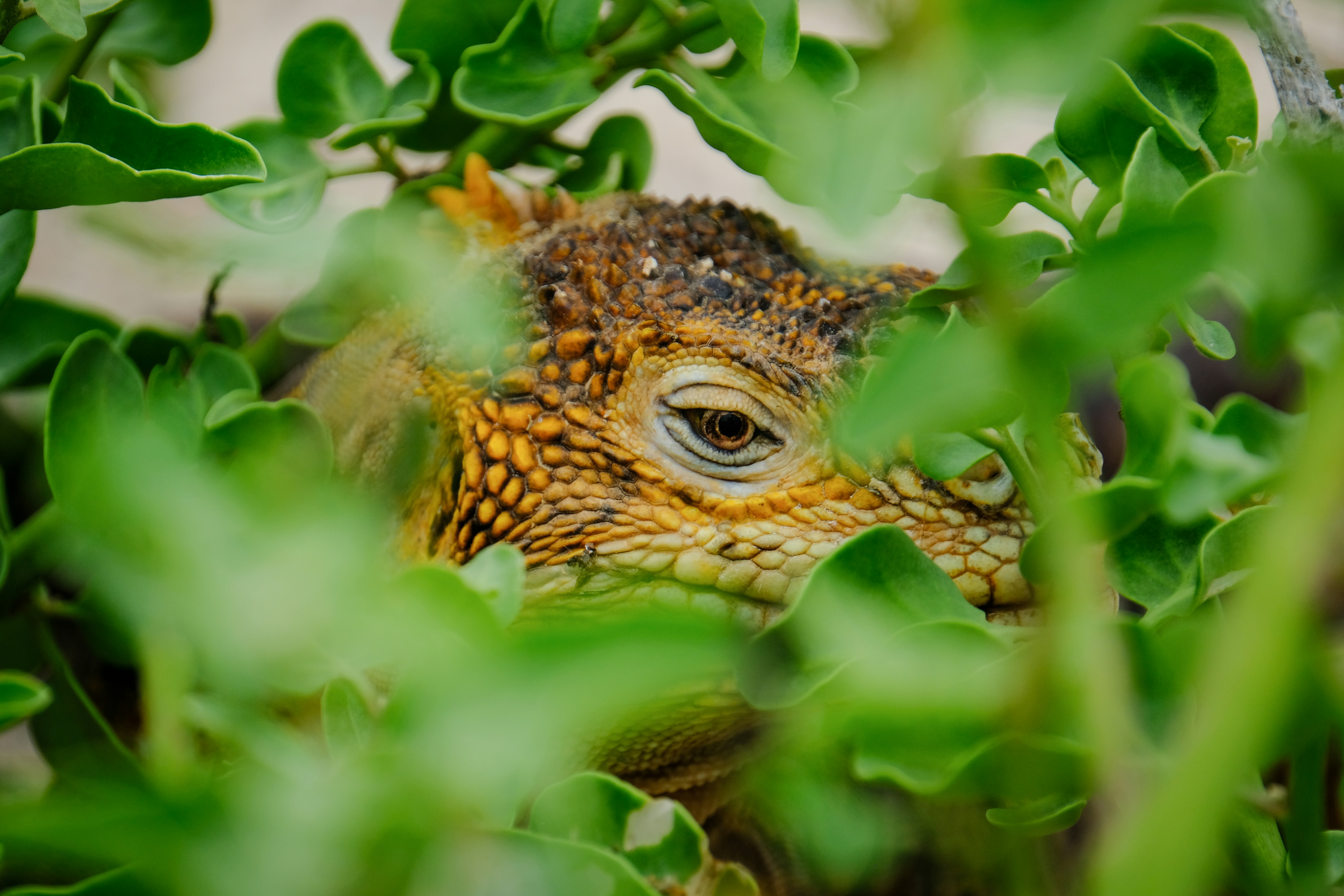 Hidden Gazer: A Lizard's Eye Peering Through Green Veil