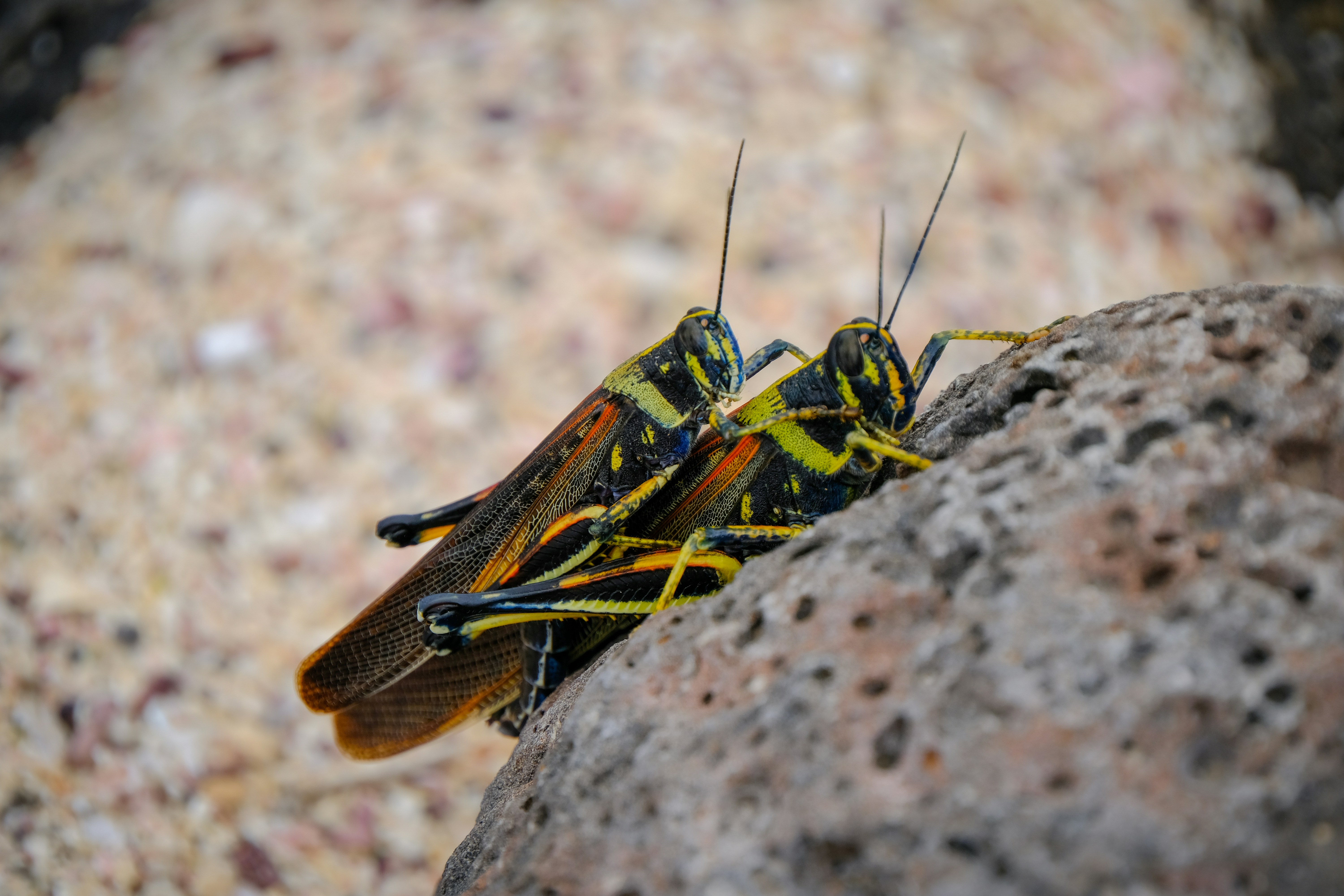 Foto Dos saltamontes lubber verdes y rojos apareándose en la roca ...