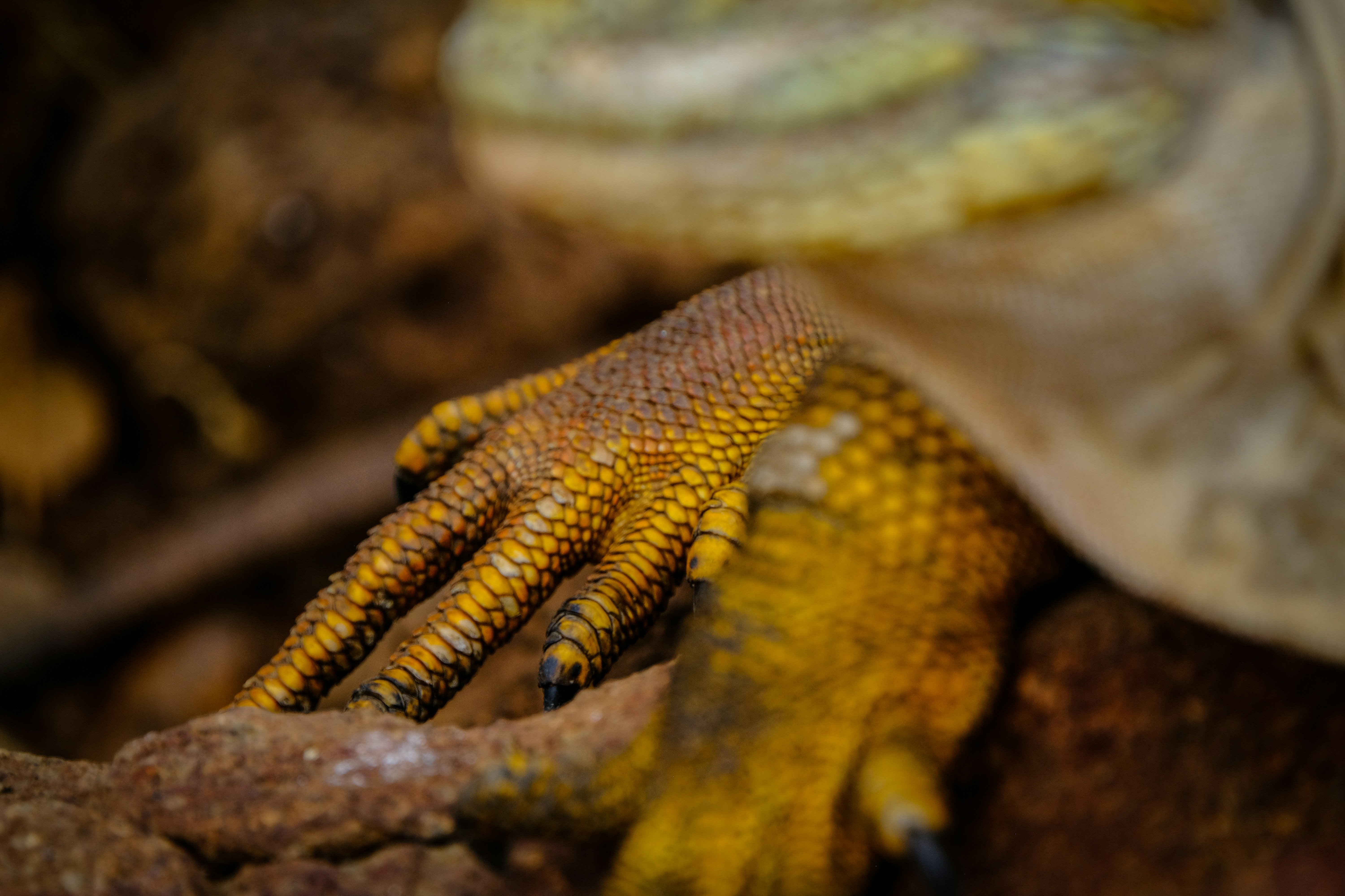 Close-up of a reptile's textured foot resting on a rocky surface, showcasing vibrant scales and unique patterns.
