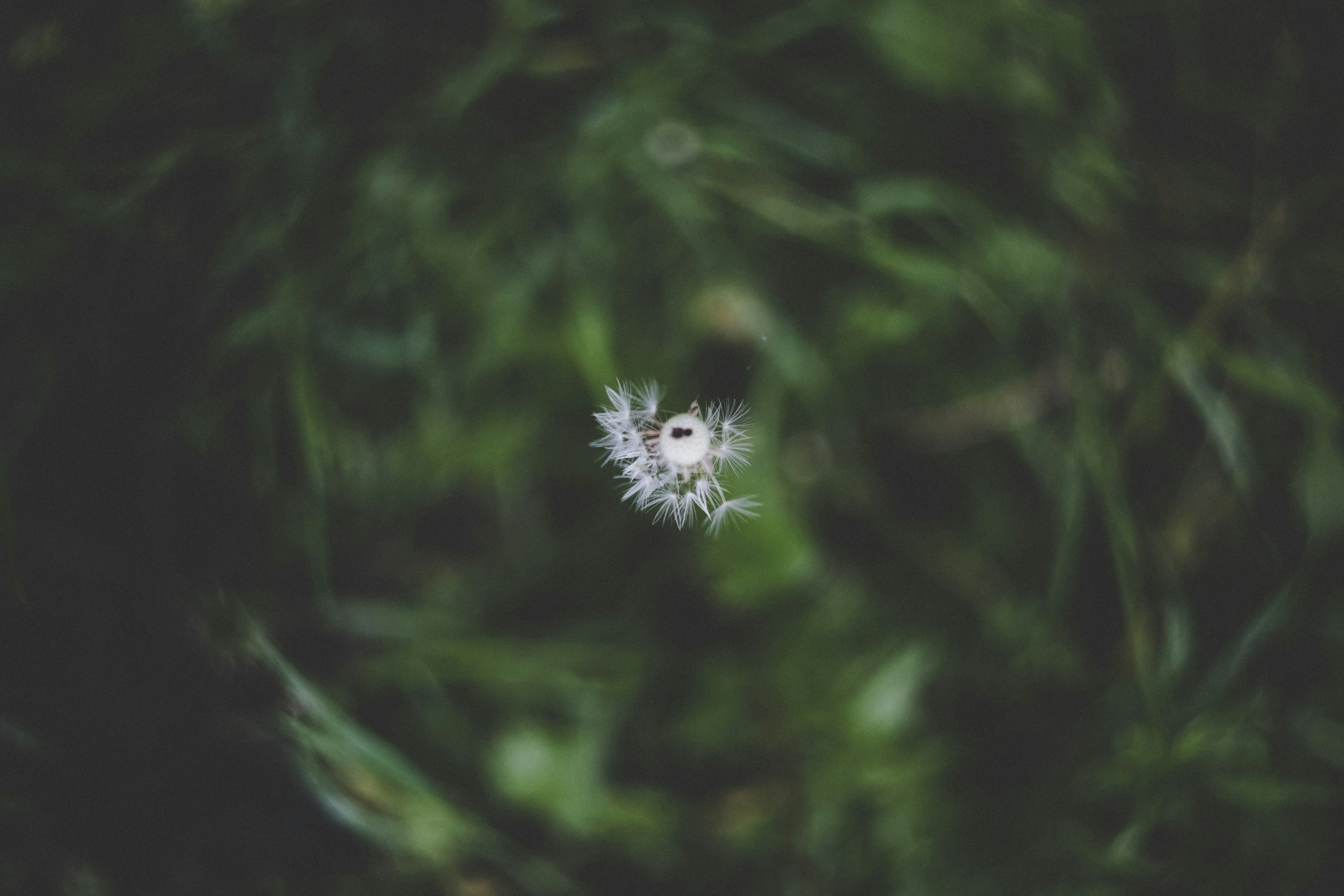 Whisper of a Seed Floret: A Dandelion Against Green Silence