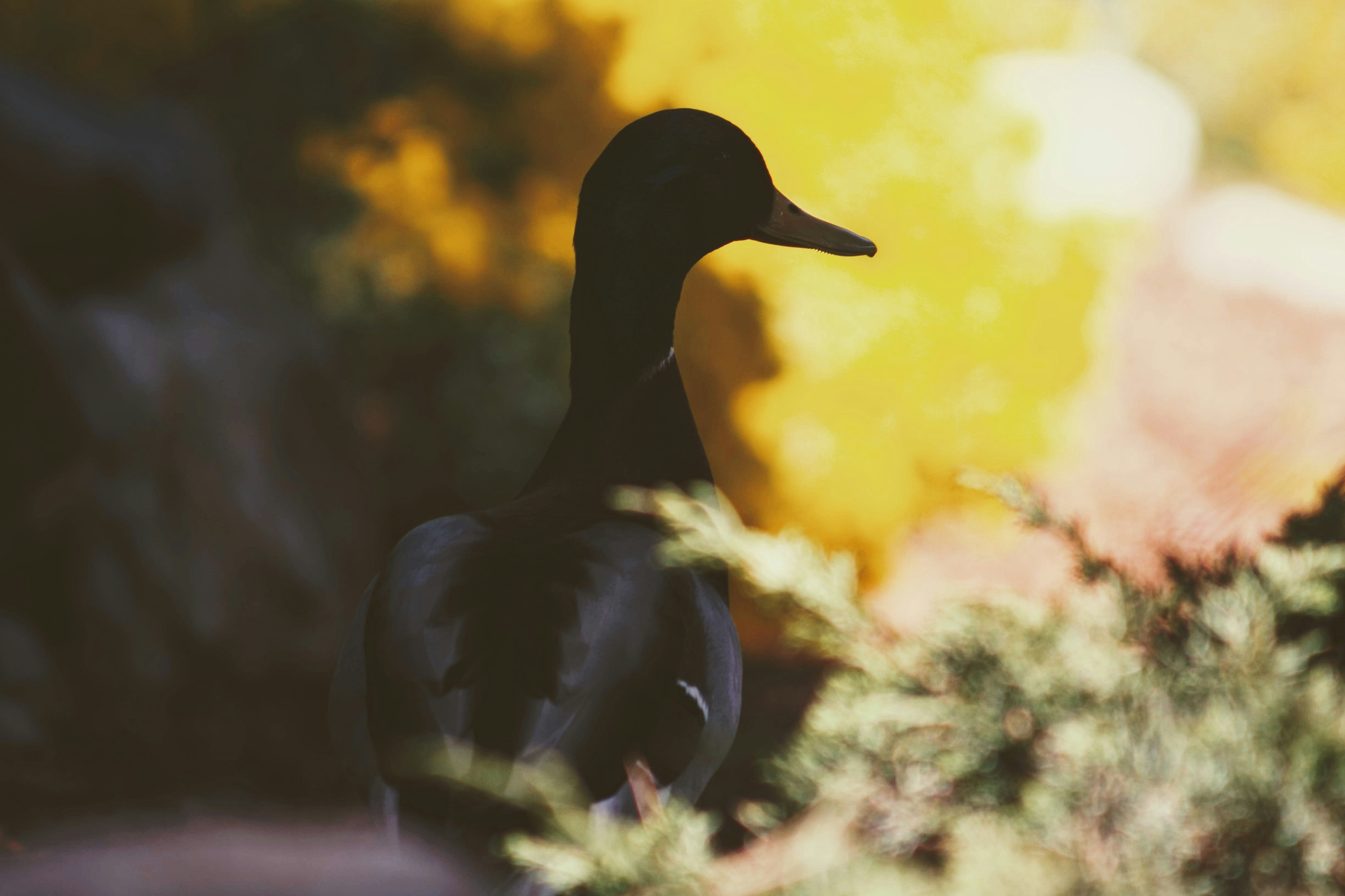 Duck in a Sunlit Garden: A Quiet Silhouette Amid Golden Bokeh