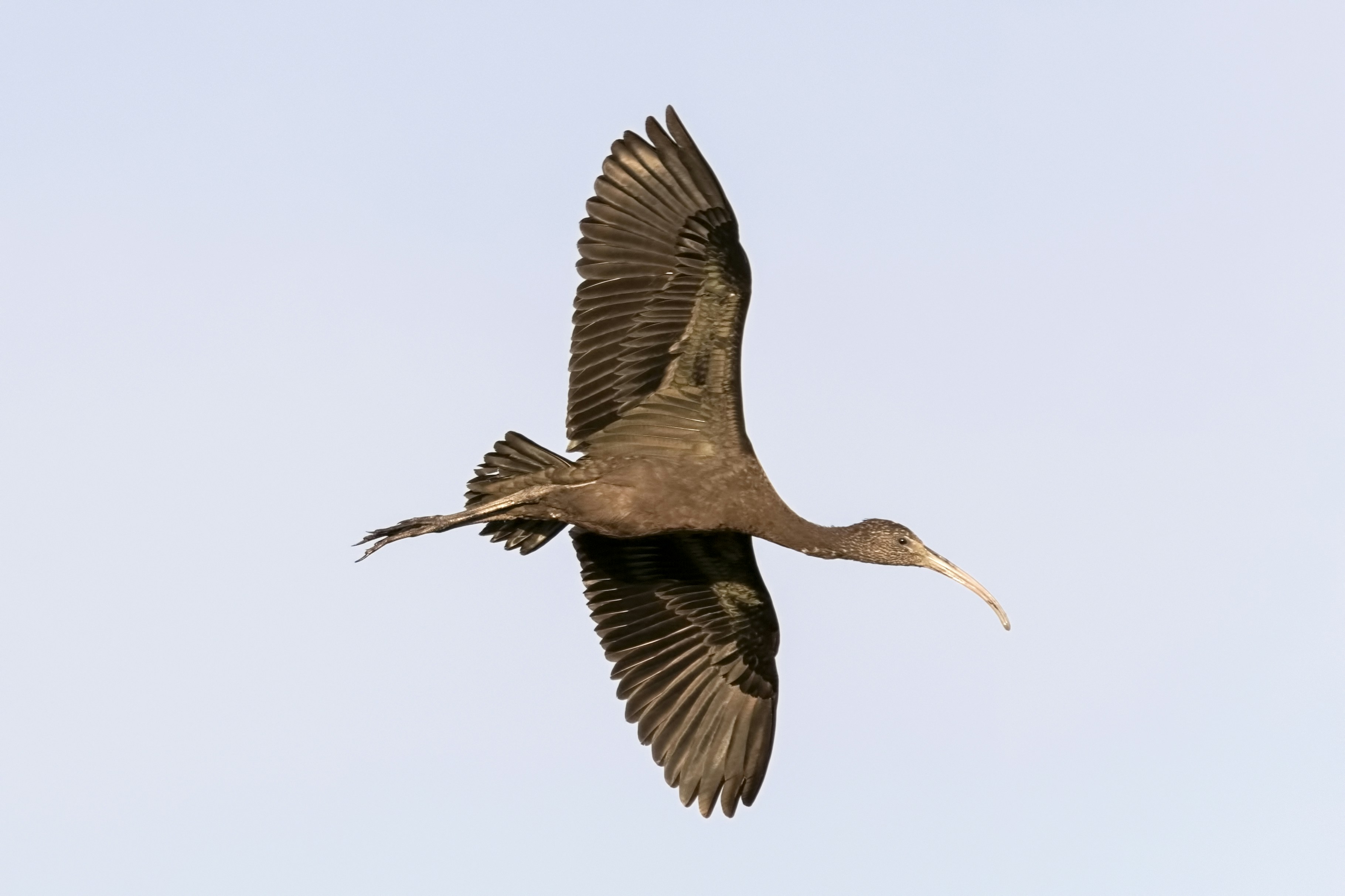Glossy ibis soaring with outstretched wings against a clear sky.