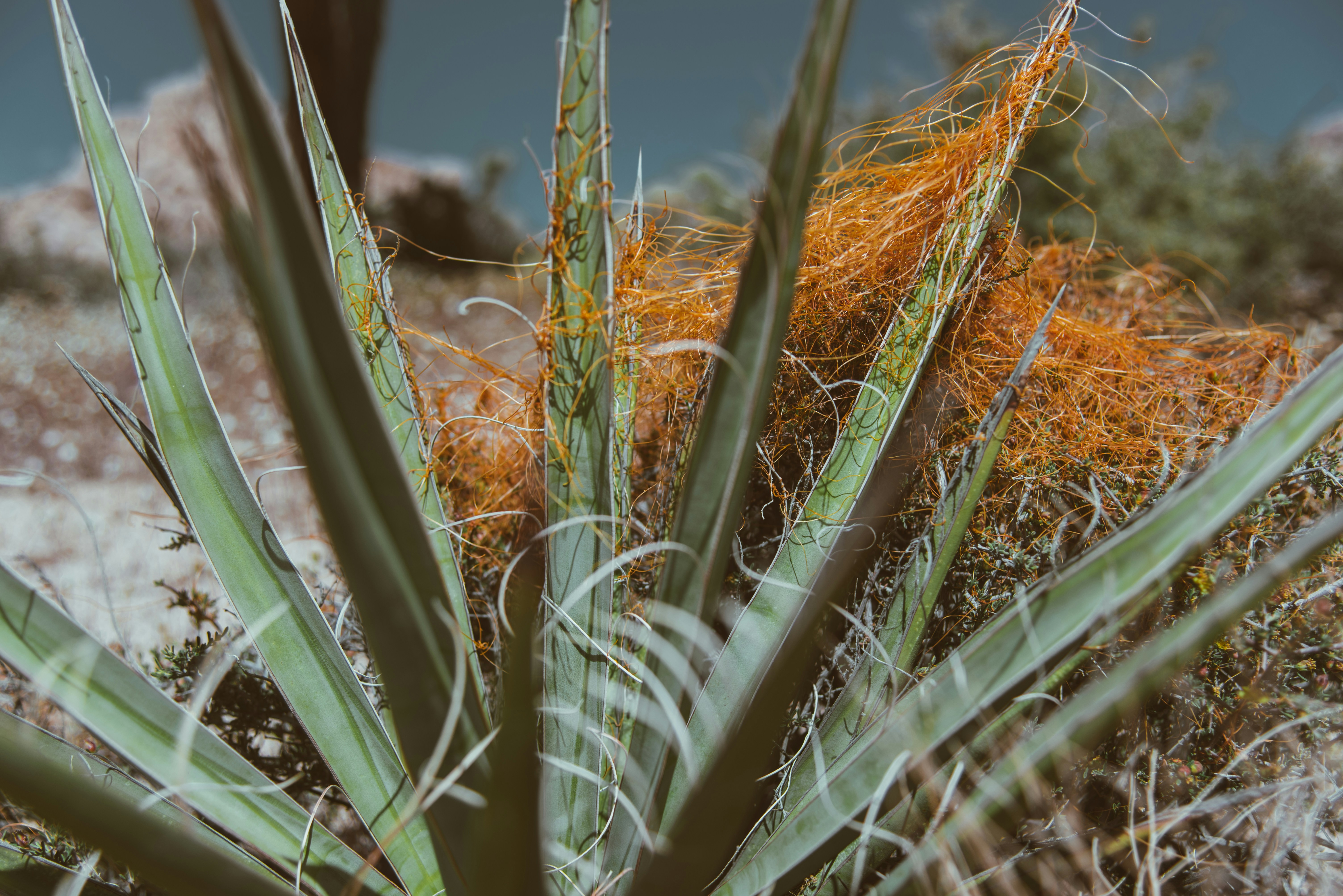 Desert Agave Fronds Framed by Sunset-dyed Fibers