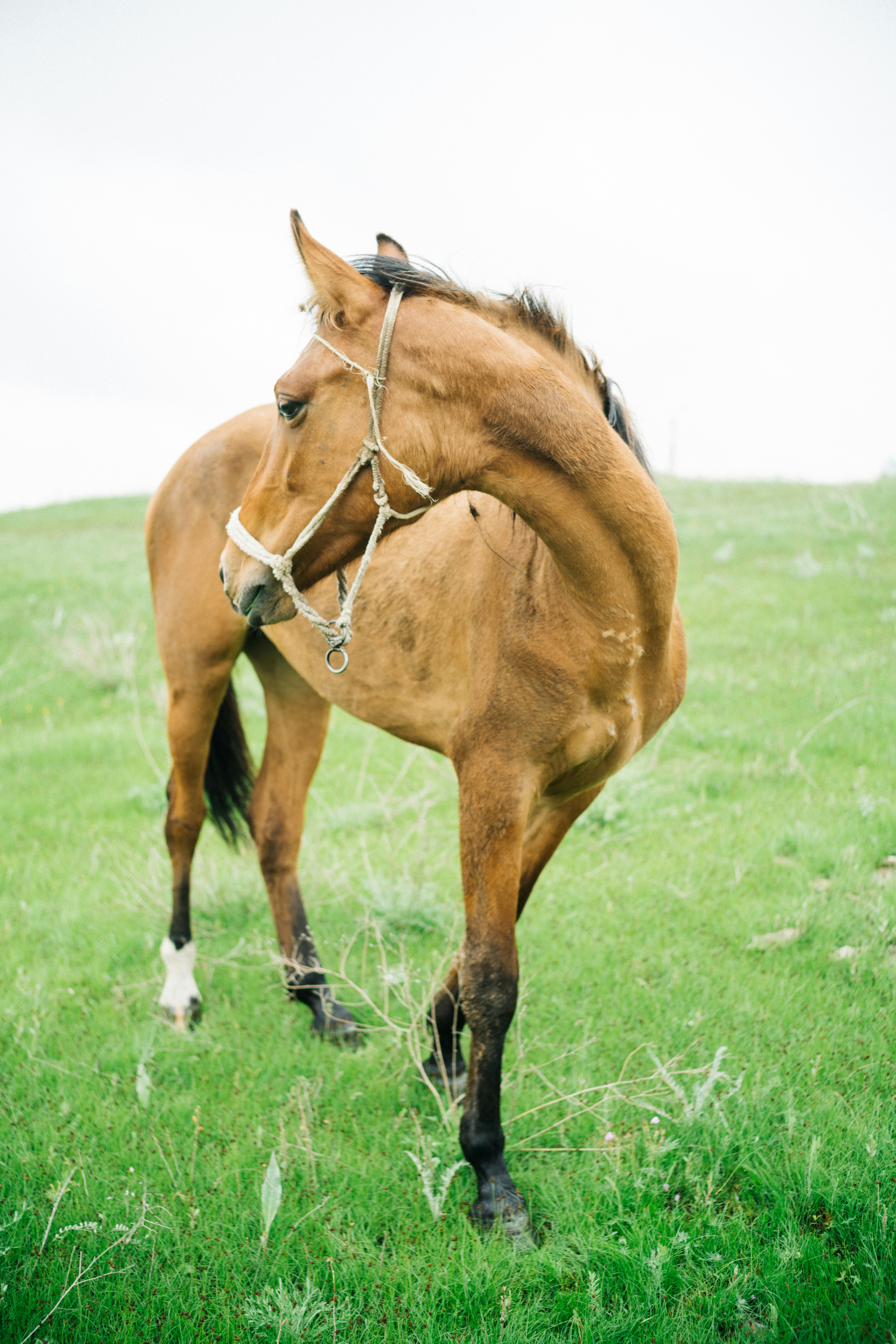 Pasture Portrait: Chestnut Horse in Sunlit Meadow