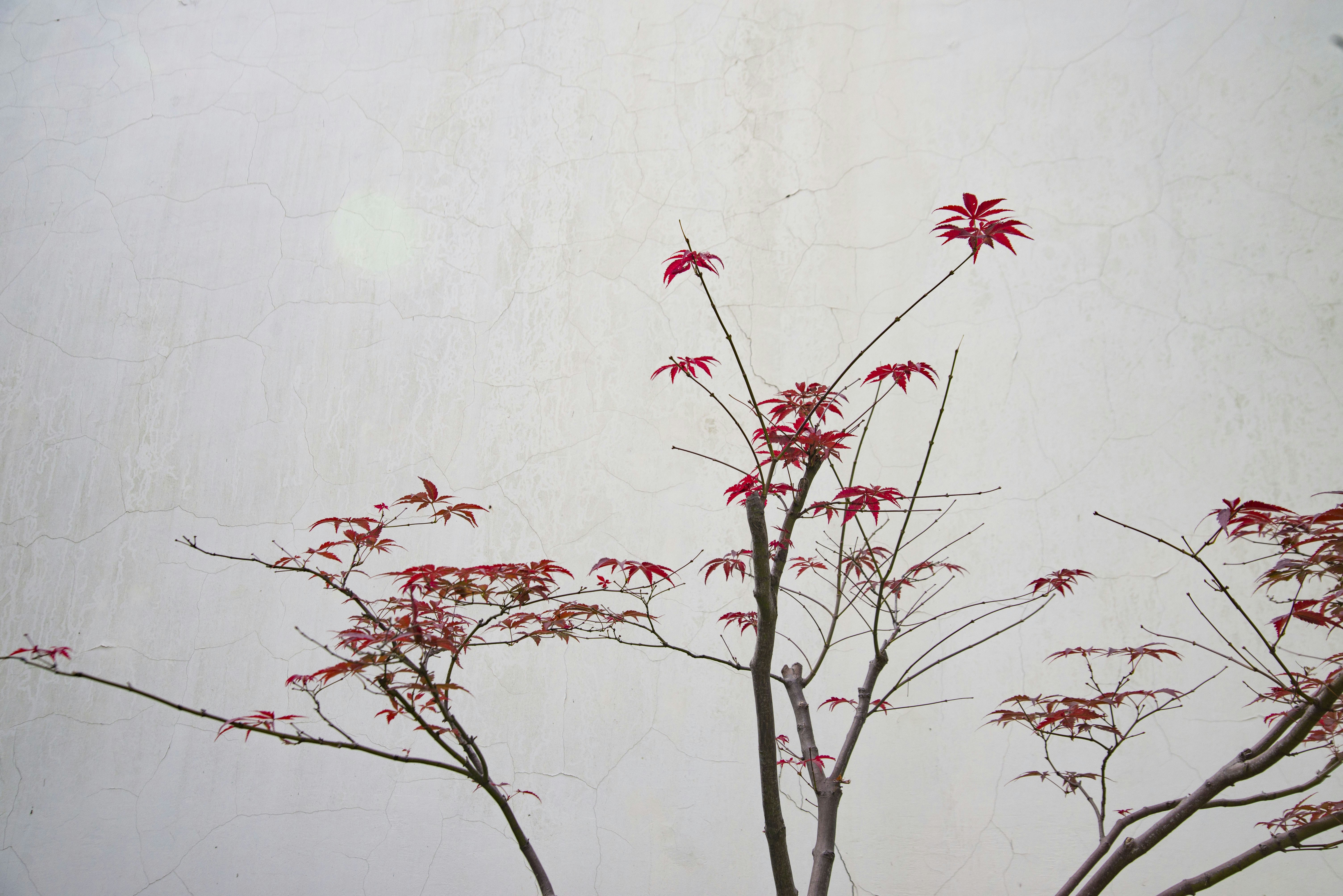 red and brown tree