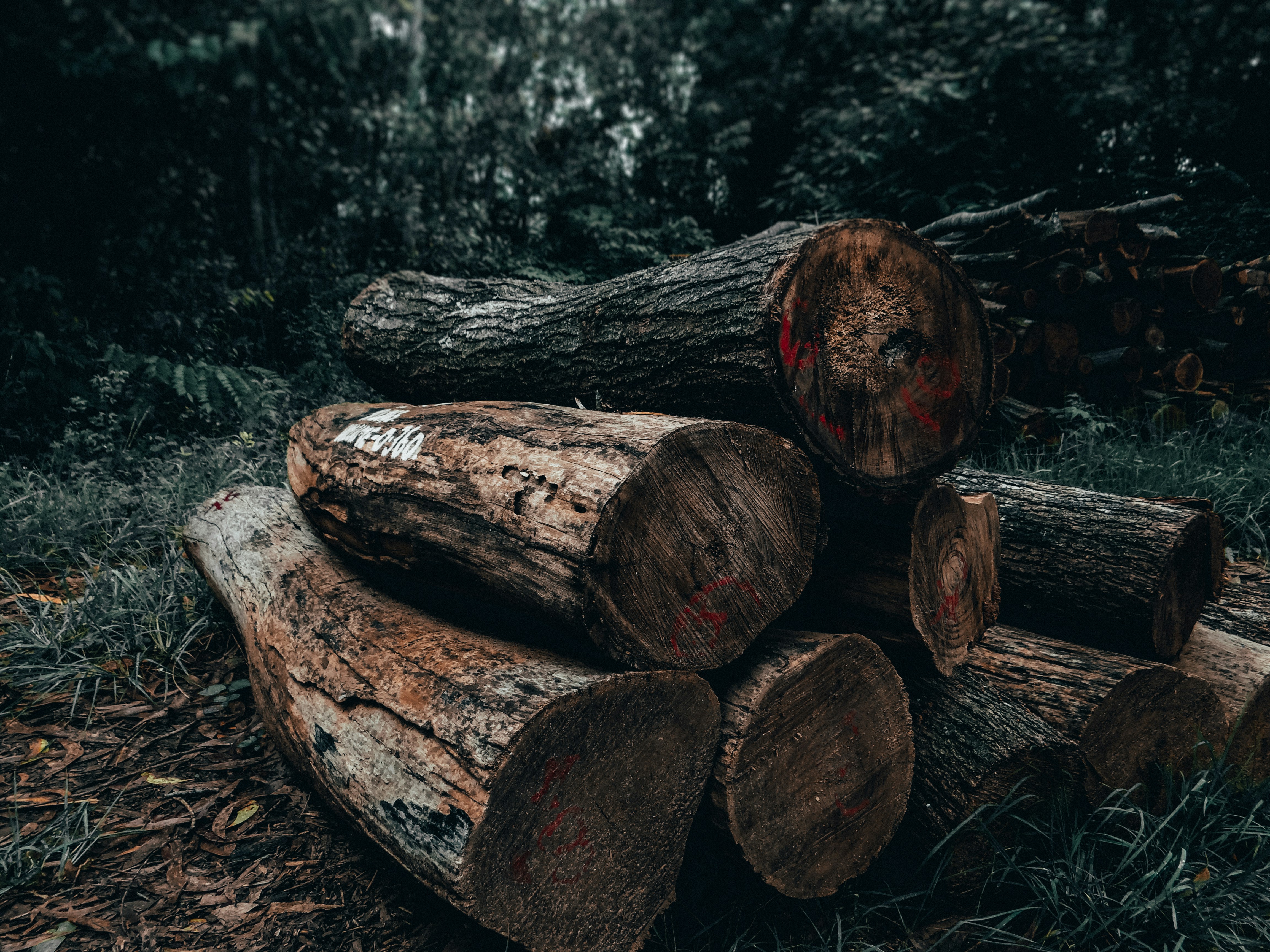 Stack of cut logs resting on the forest floor, surrounded by lush greenery. The texture and grain of the wood are prominently displayed.