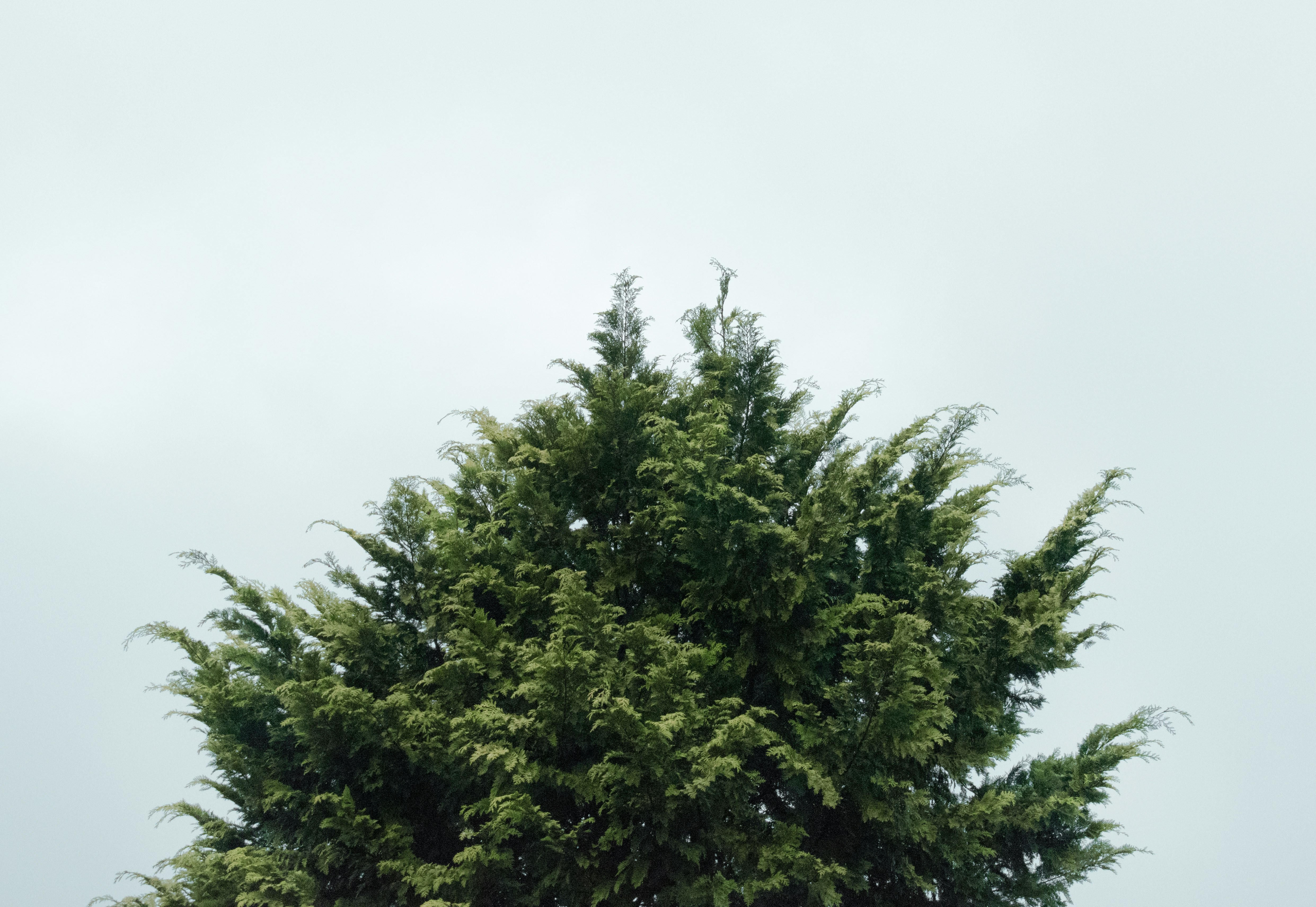 Green-leafed tree during daytime photo – Free Plant Image on Unsplash