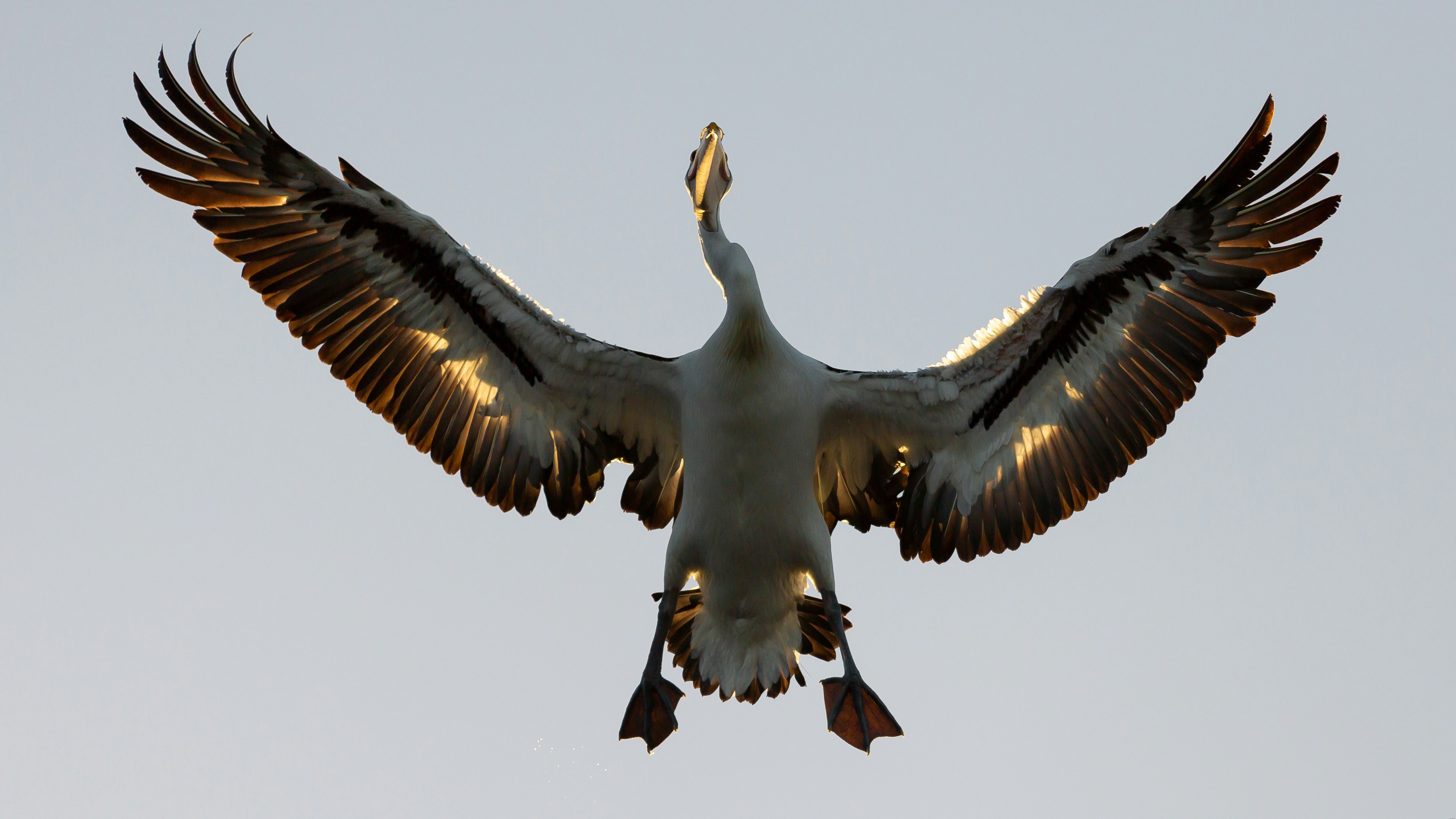 Majestic Wingbeat: A Pelican Glides Above the Quiet Shore
