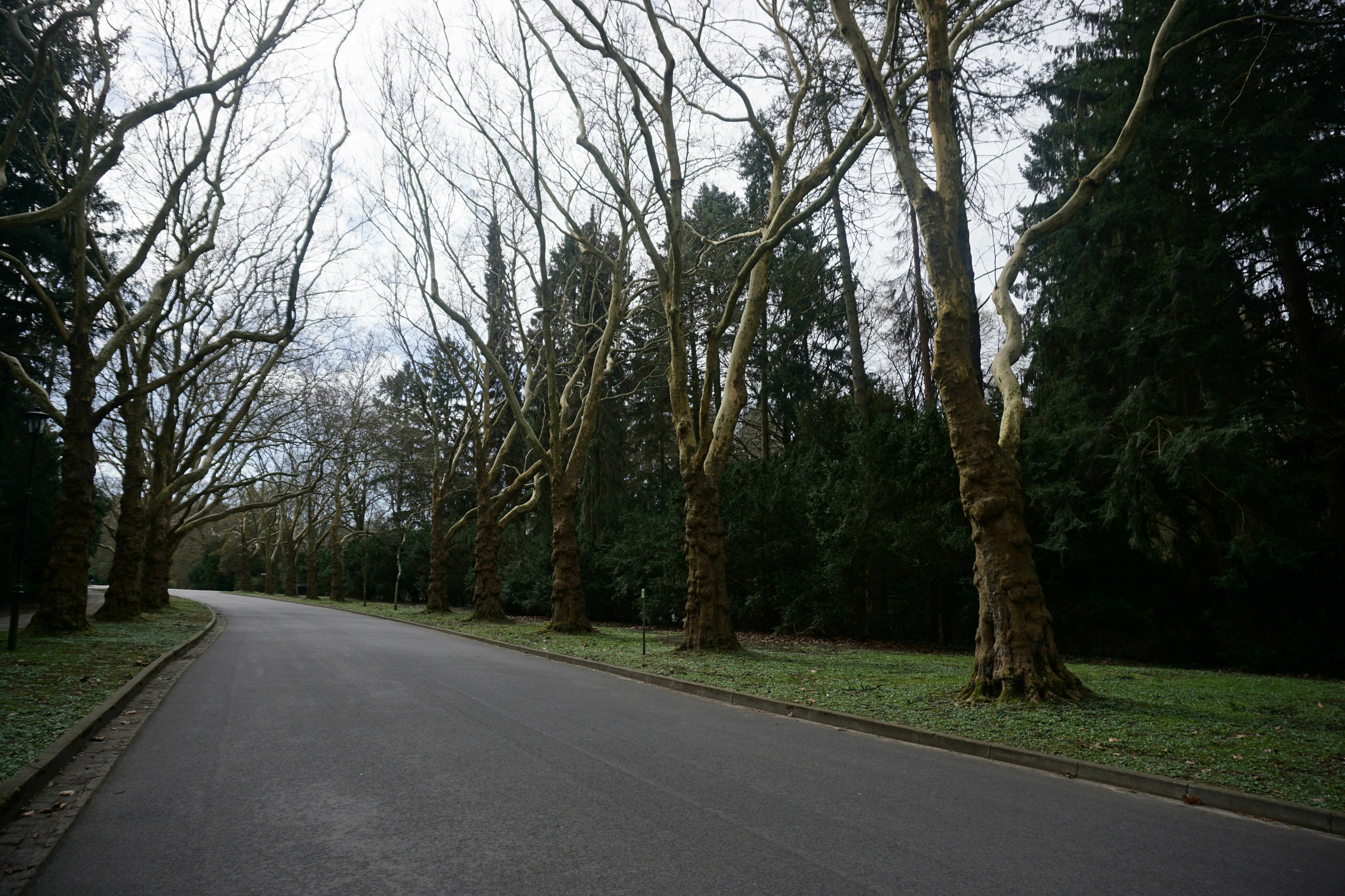 empty concrete road in between bare treesHasan Tayyar Besik