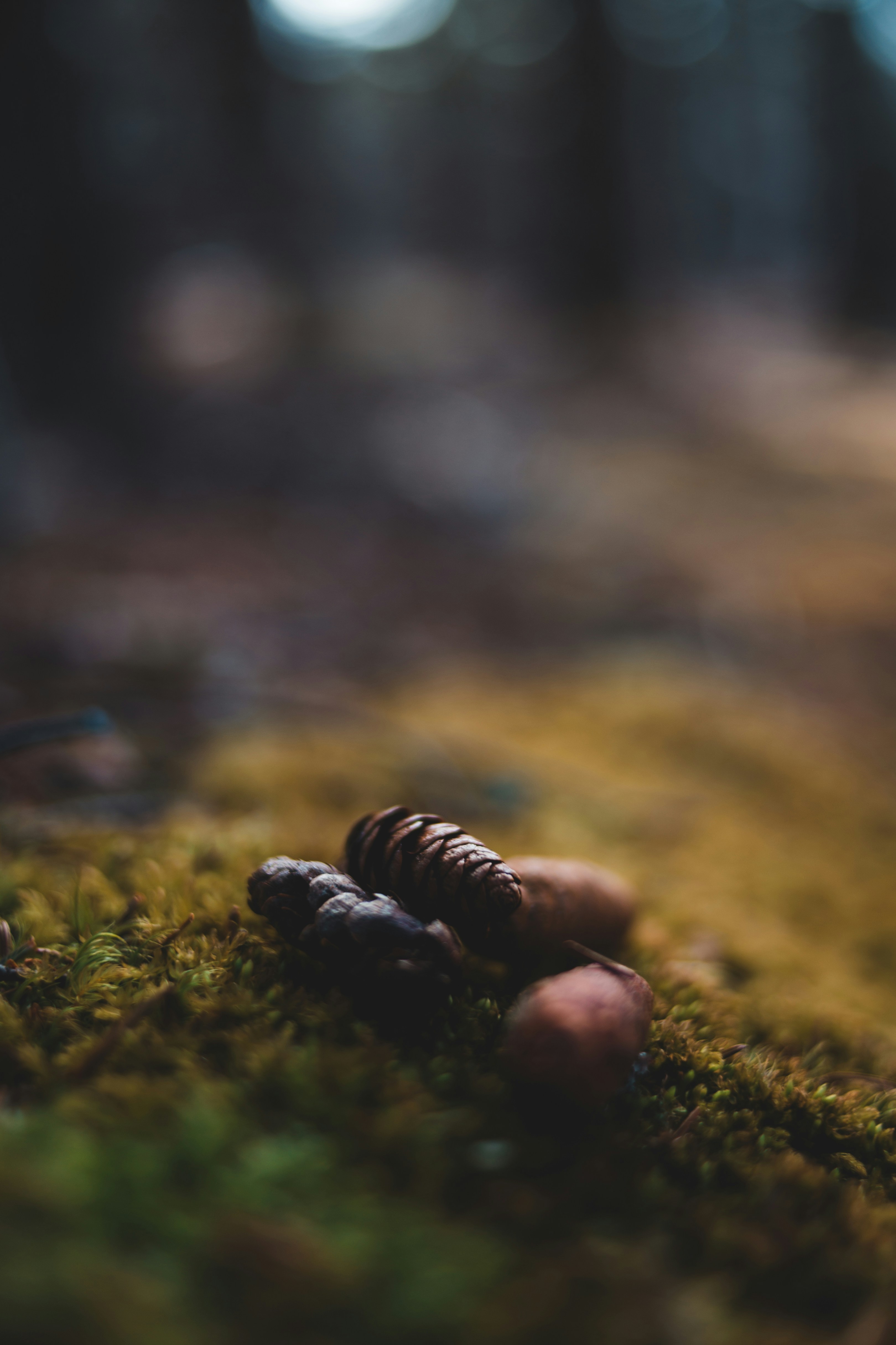 Pinecones in Moss: Texture and Quiet Light on the Forest Floor