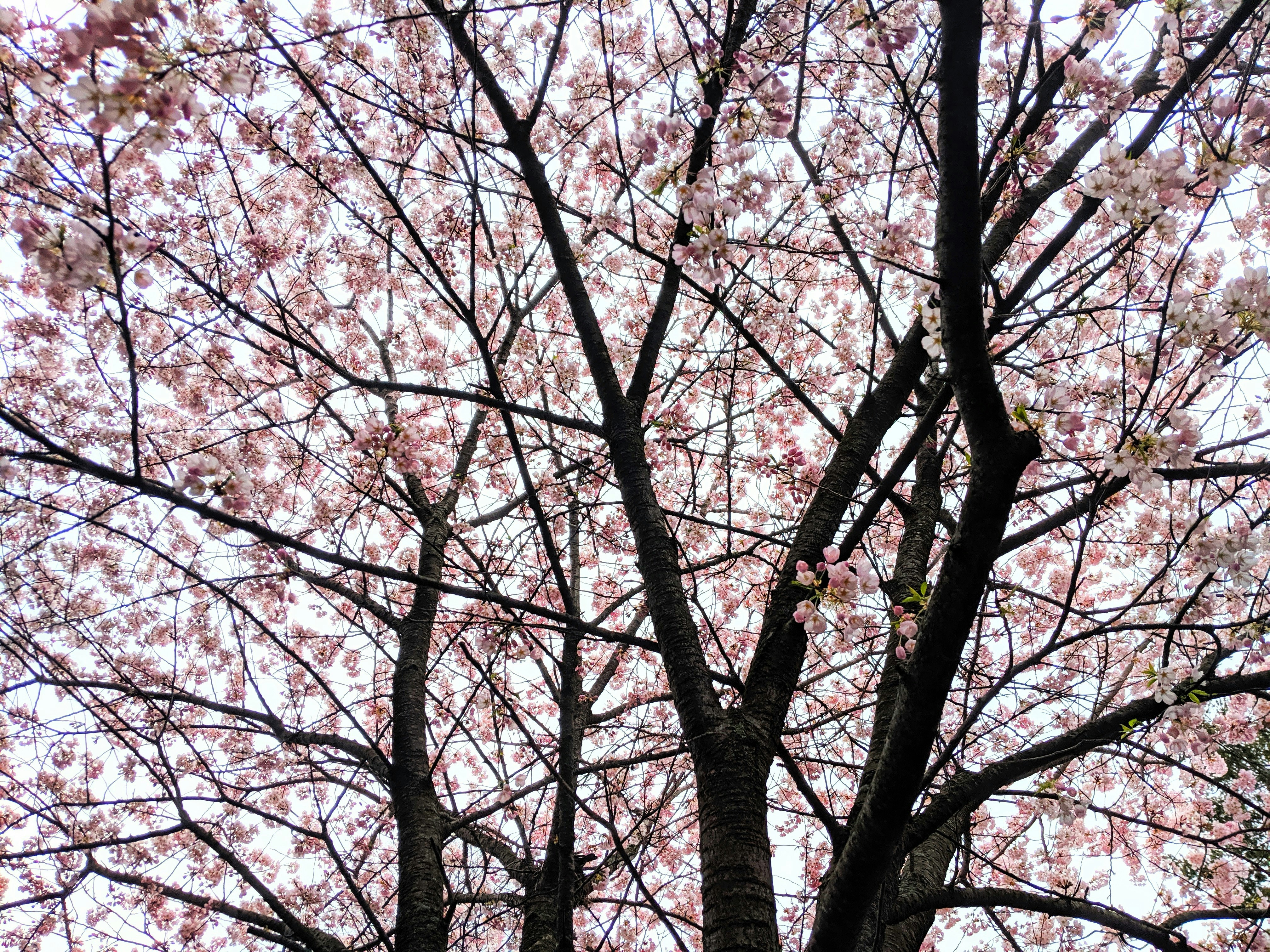Delicate pink cherry blossoms fill the branches of a tree, creating a vibrant canopy against a soft sky. The intricate network of twigs enhances the beauty of spring's arrival.