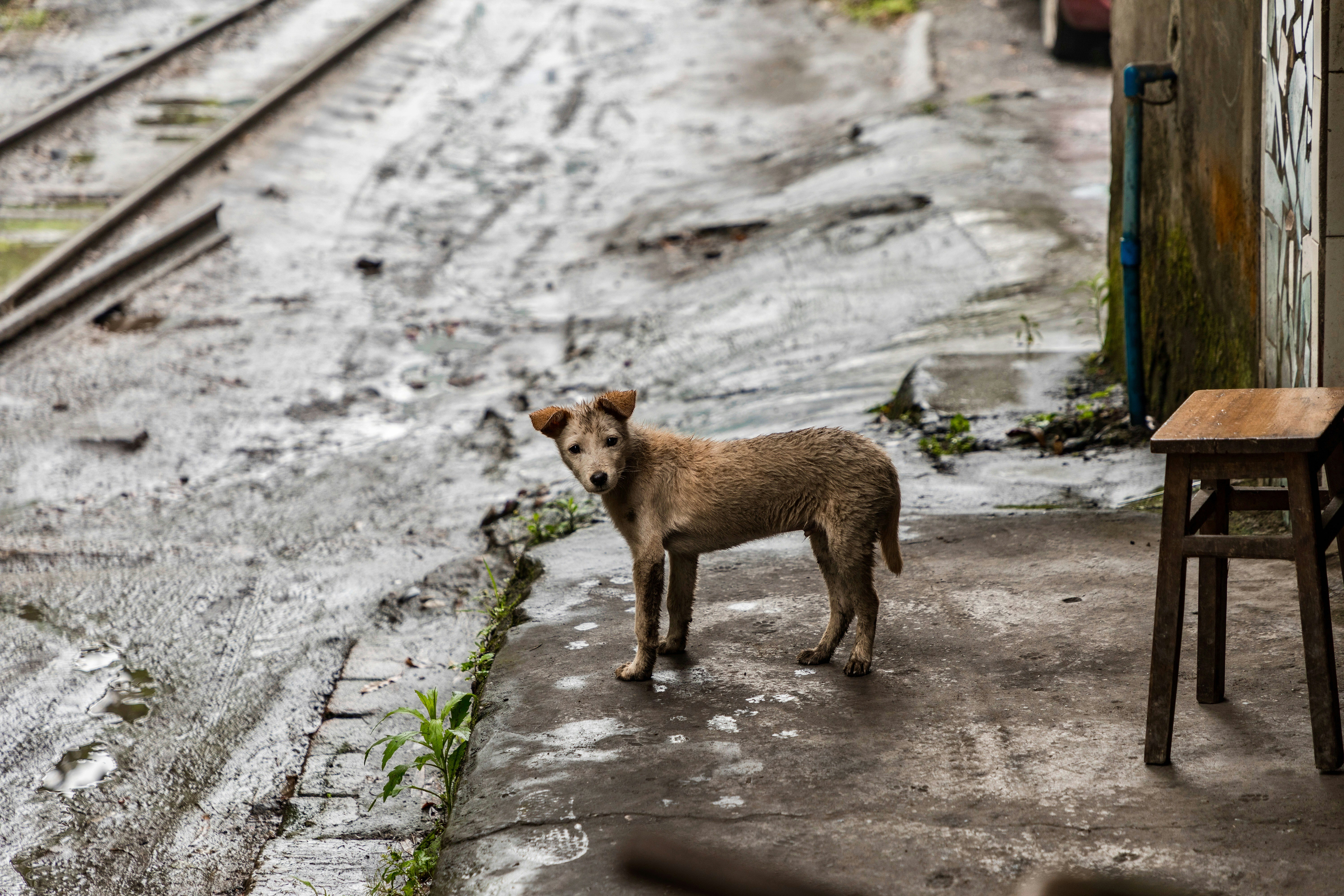 Stray dog standing on a rain-soaked pavement, looking curiously at the viewer amidst an urban backdrop.