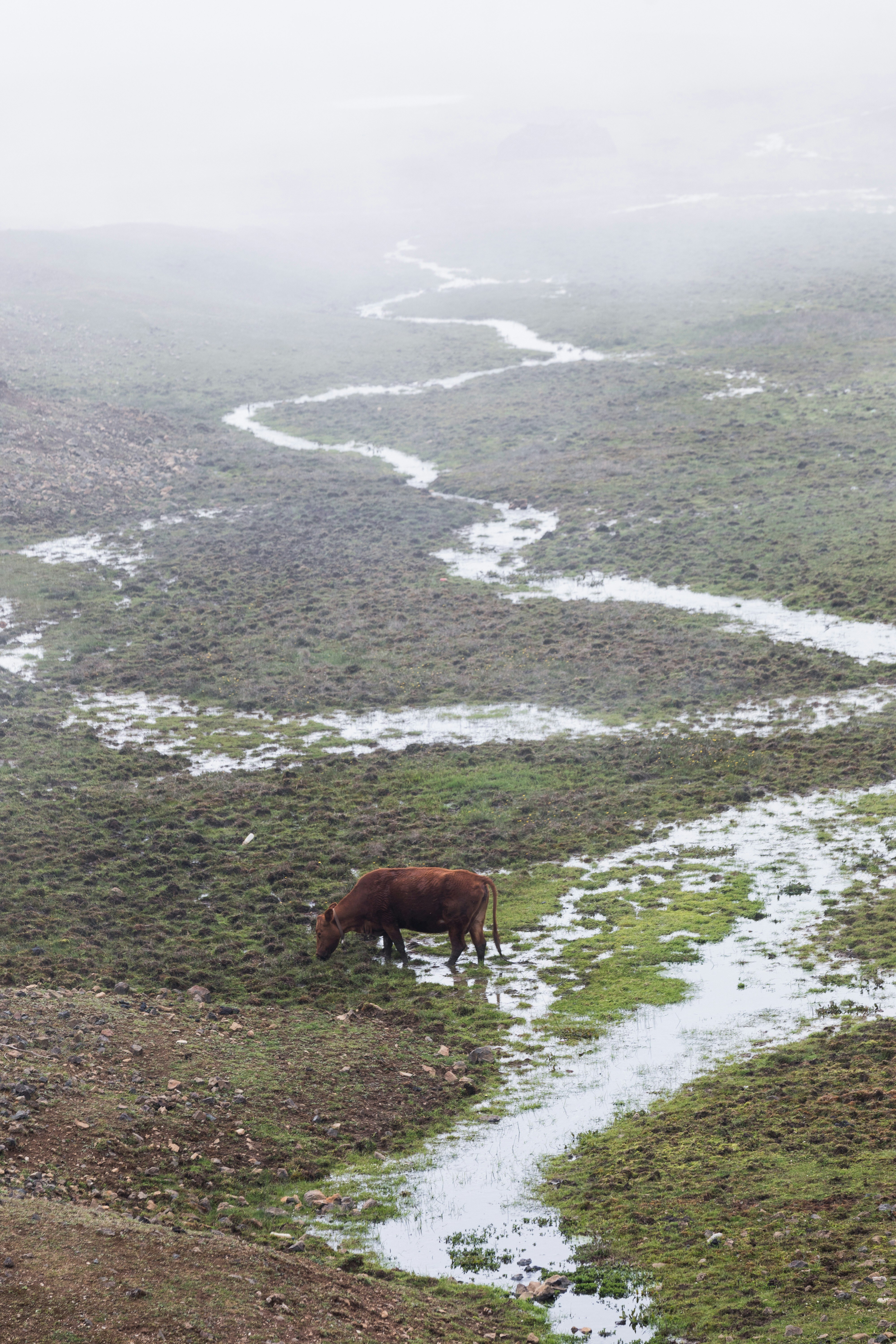 Serene Pastures in the Mist