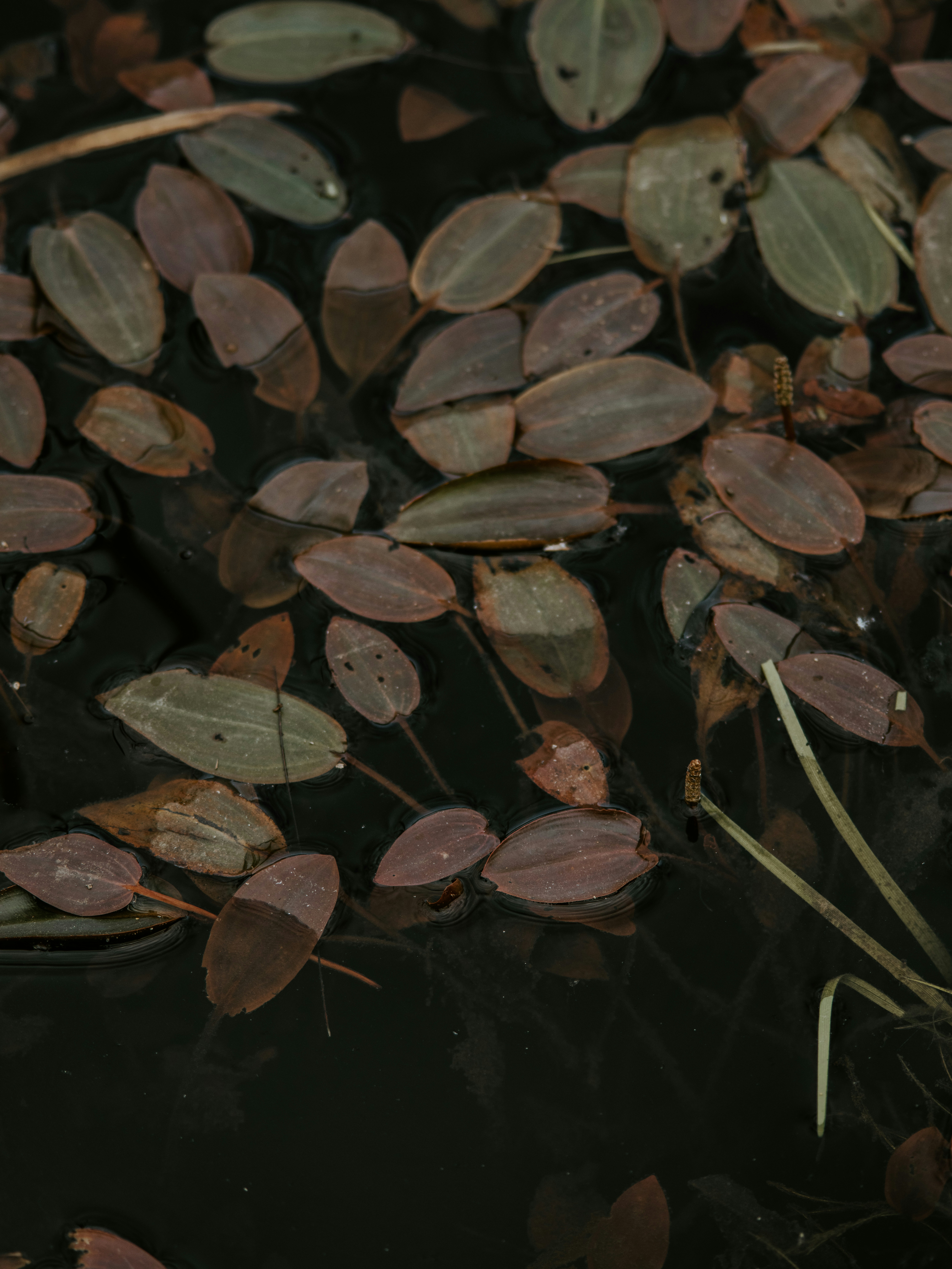 brown-leafed plants