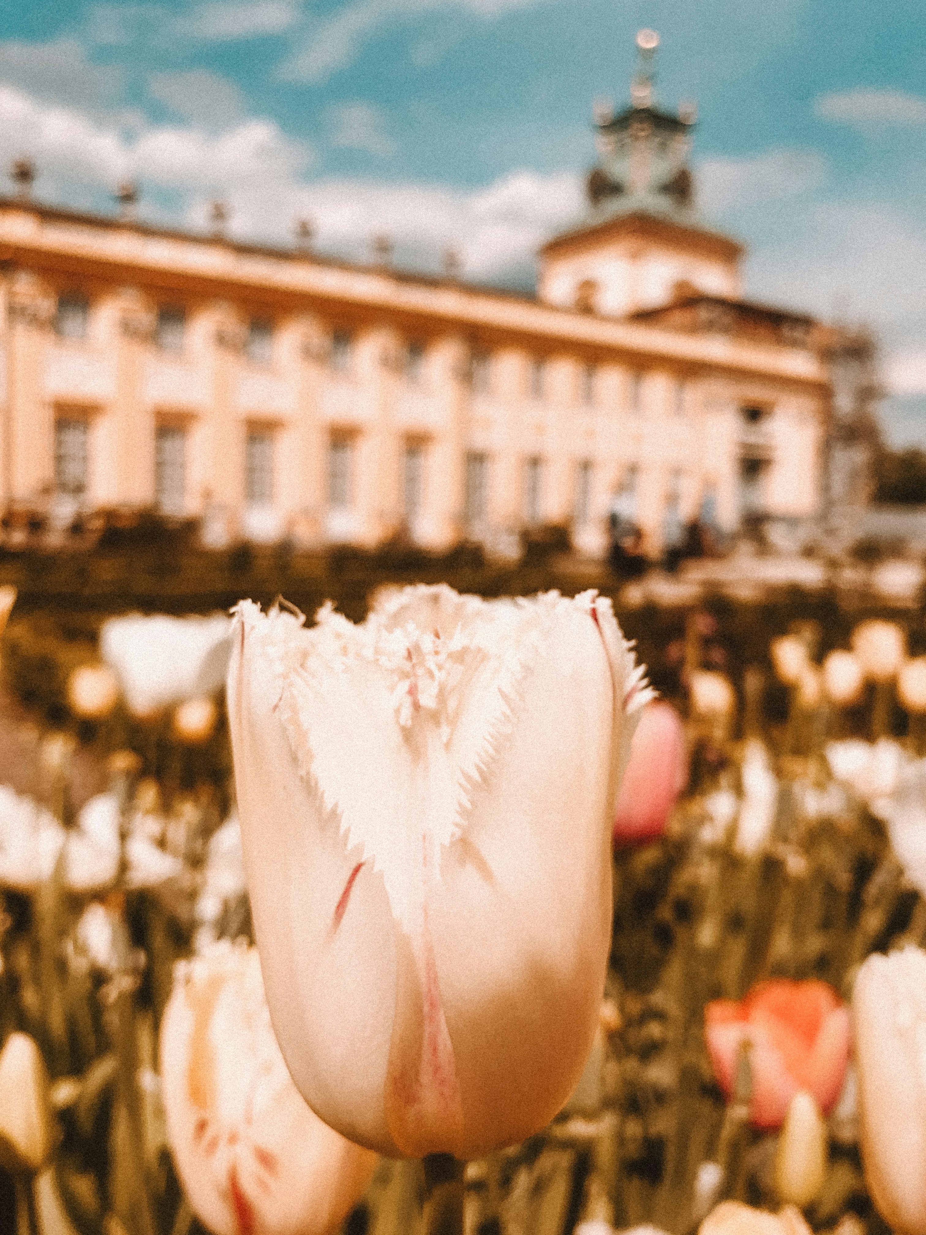 Close-Up Tulip in a Sea of Blurred Heritage