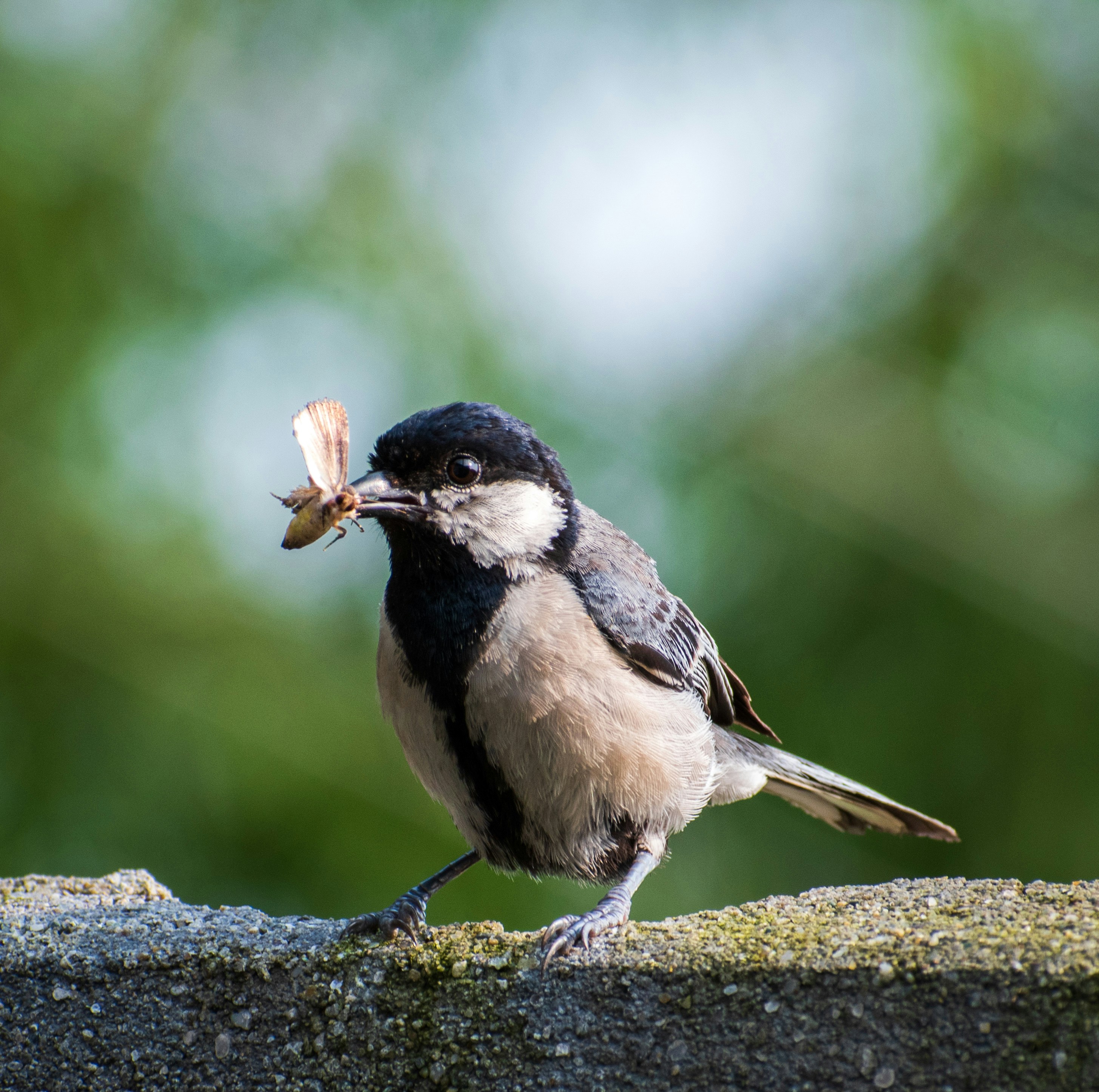 bird with flying insect on beak