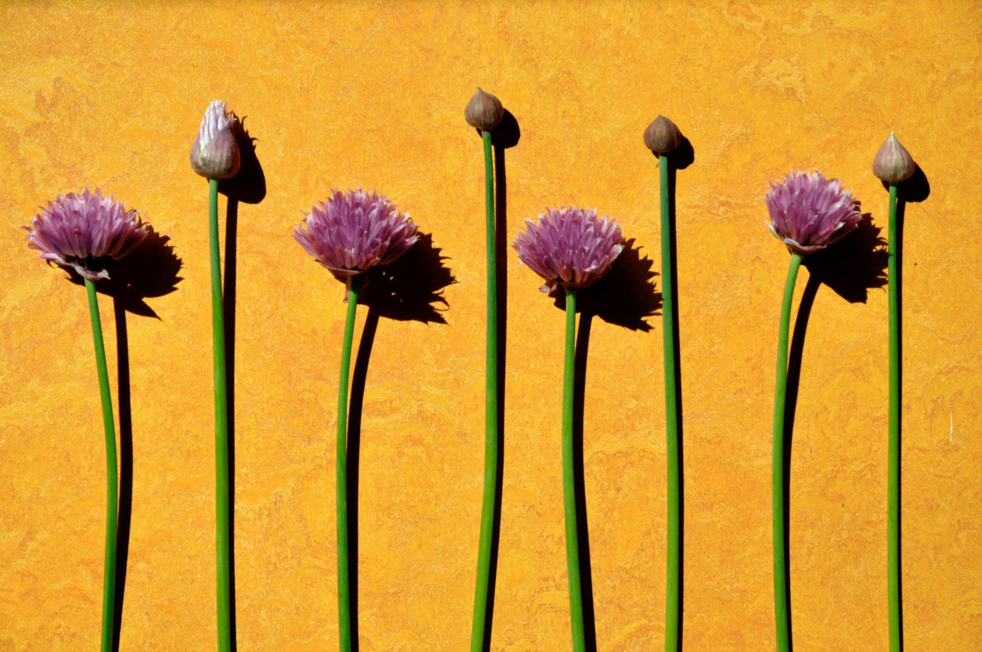 Sunlit Allium Row: Purple Crowns Against a Golden Backdrop