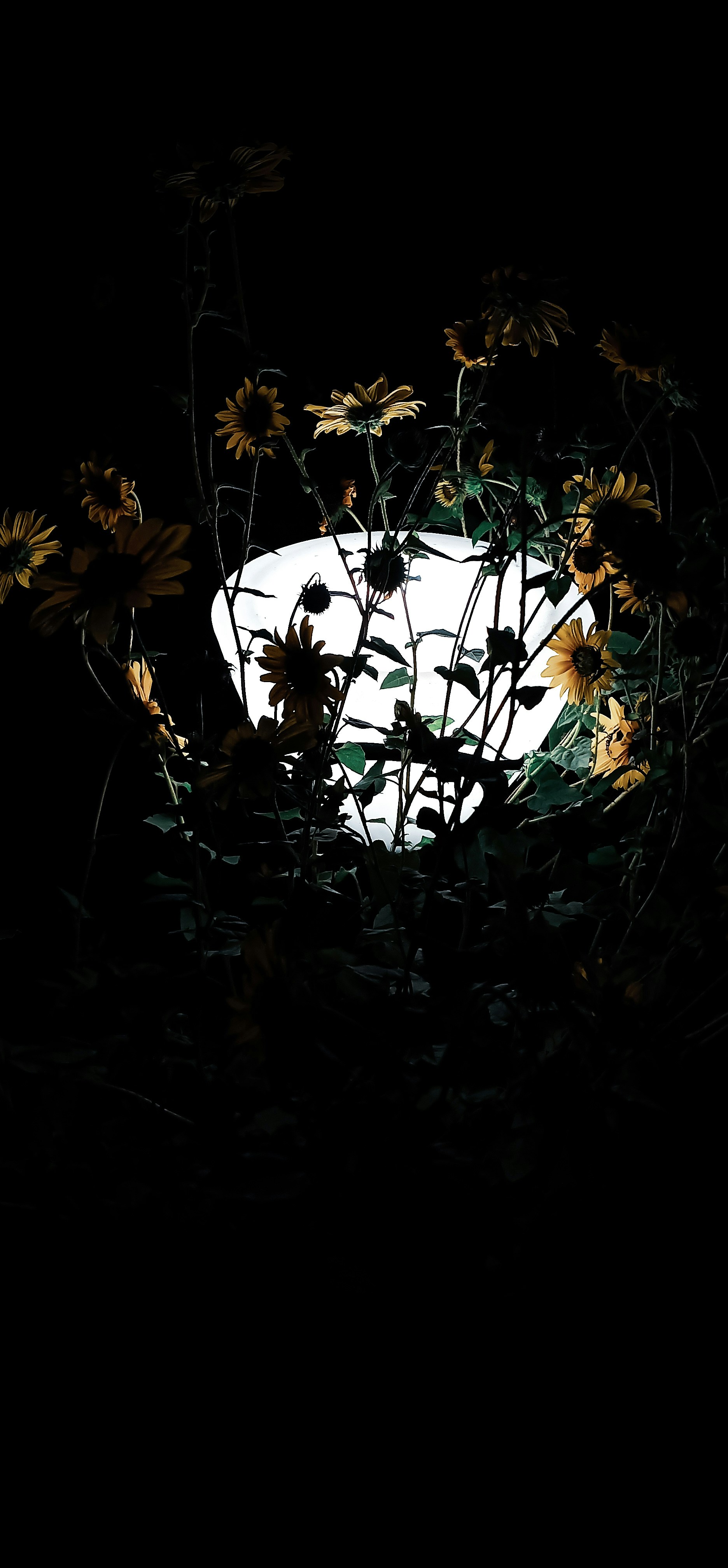 Moonlit Centerpiece: Sunflowers Framed by a Glowing Night Orb