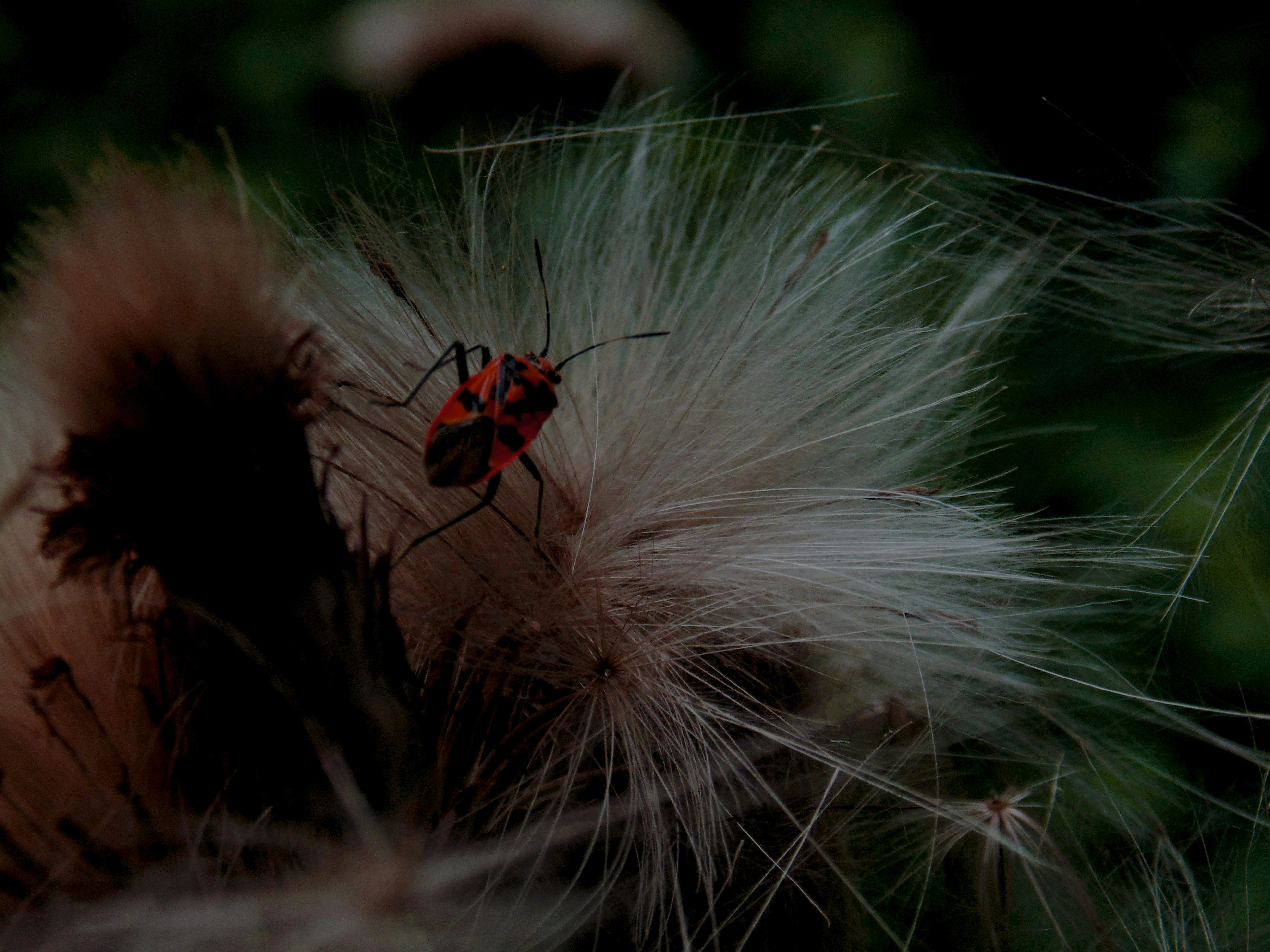 Crimson Bug on a Dandelion Whisper: Macro Moment