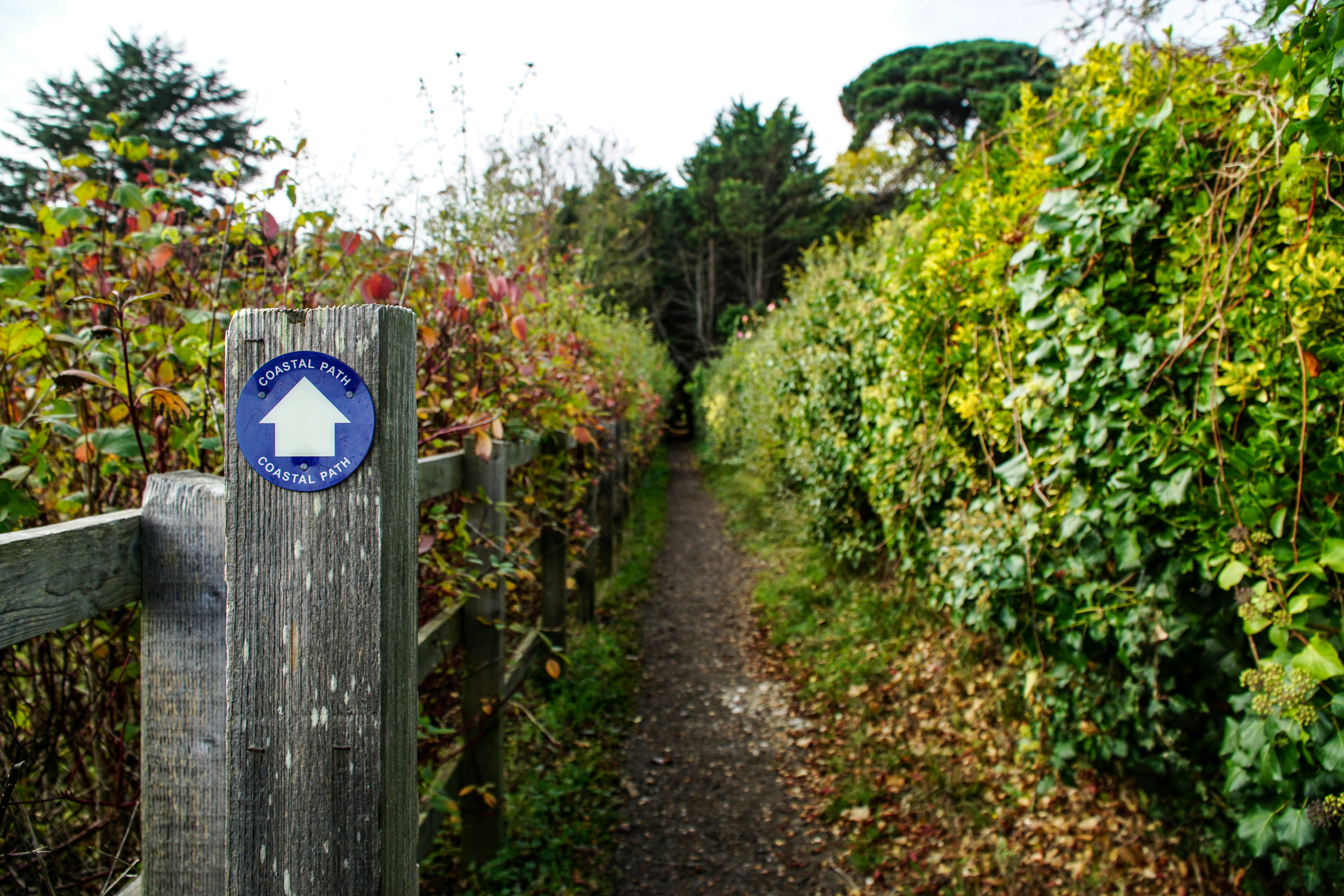 Guided Path Through Nature's Embrace