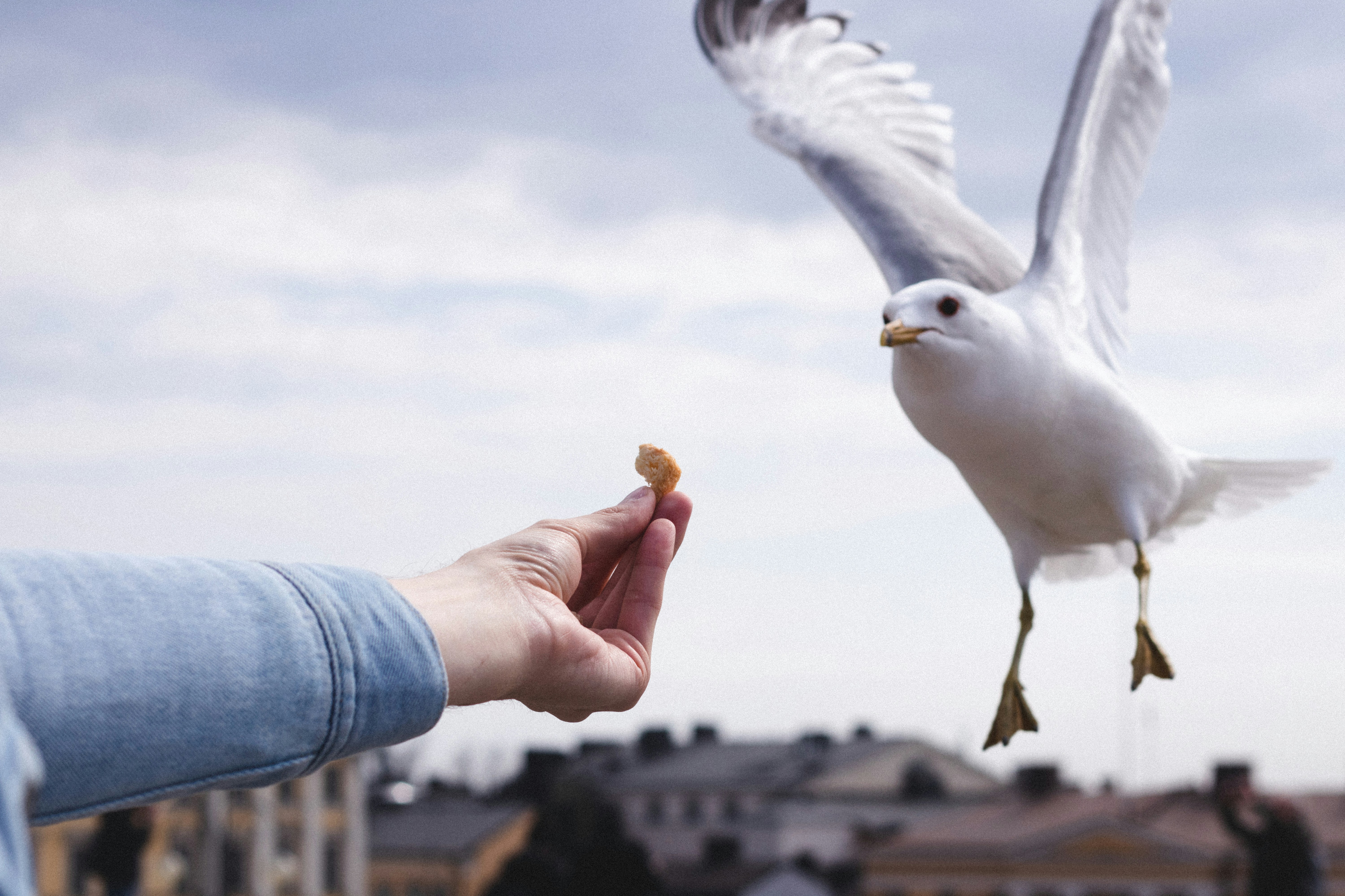 City Snack Pact: Seagull Approaches a Handheld Treat