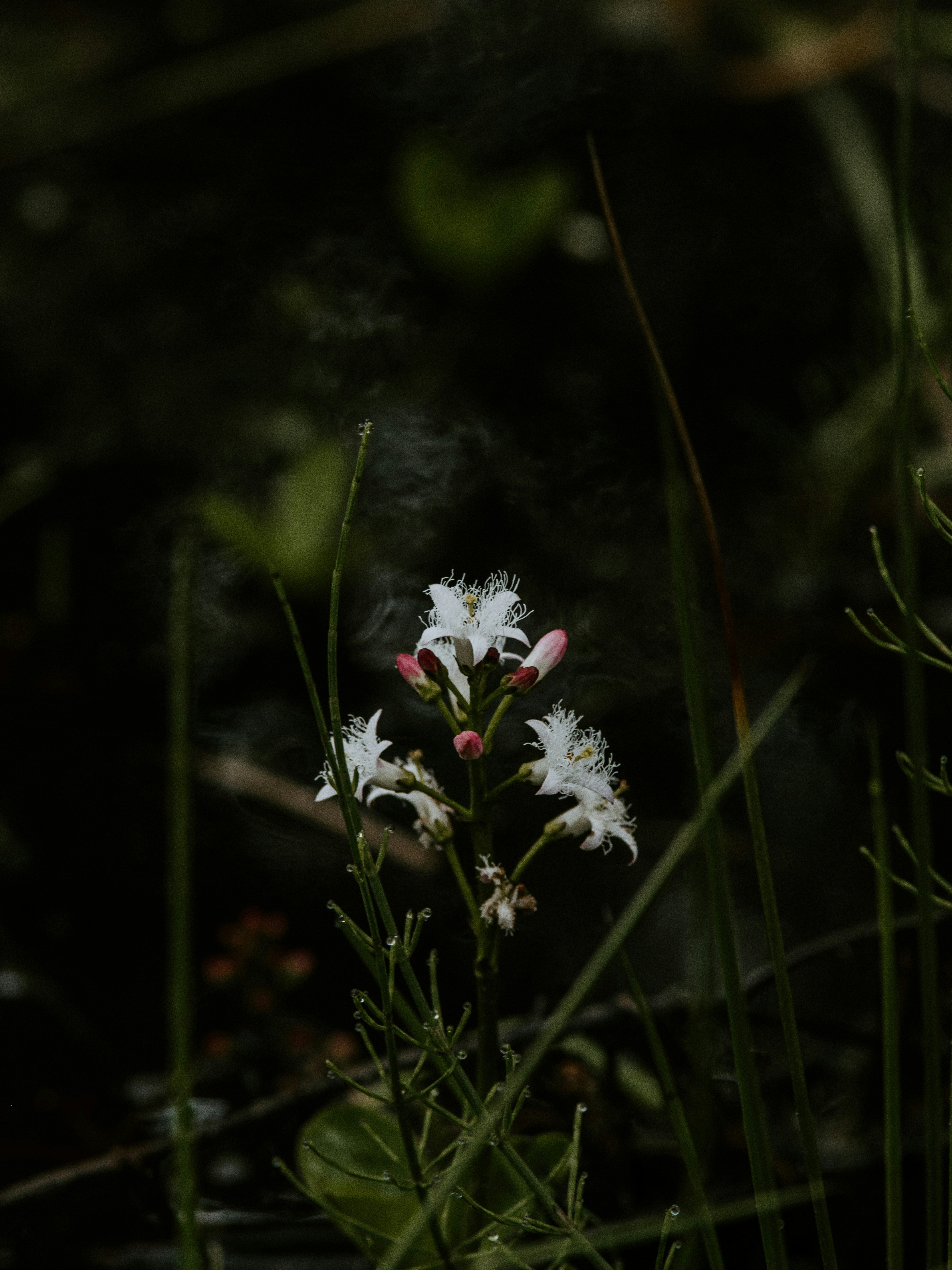 A solitary white flower with pink buds stands amidst a dark, moody backdrop, highlighting its intricate details and natural beauty.