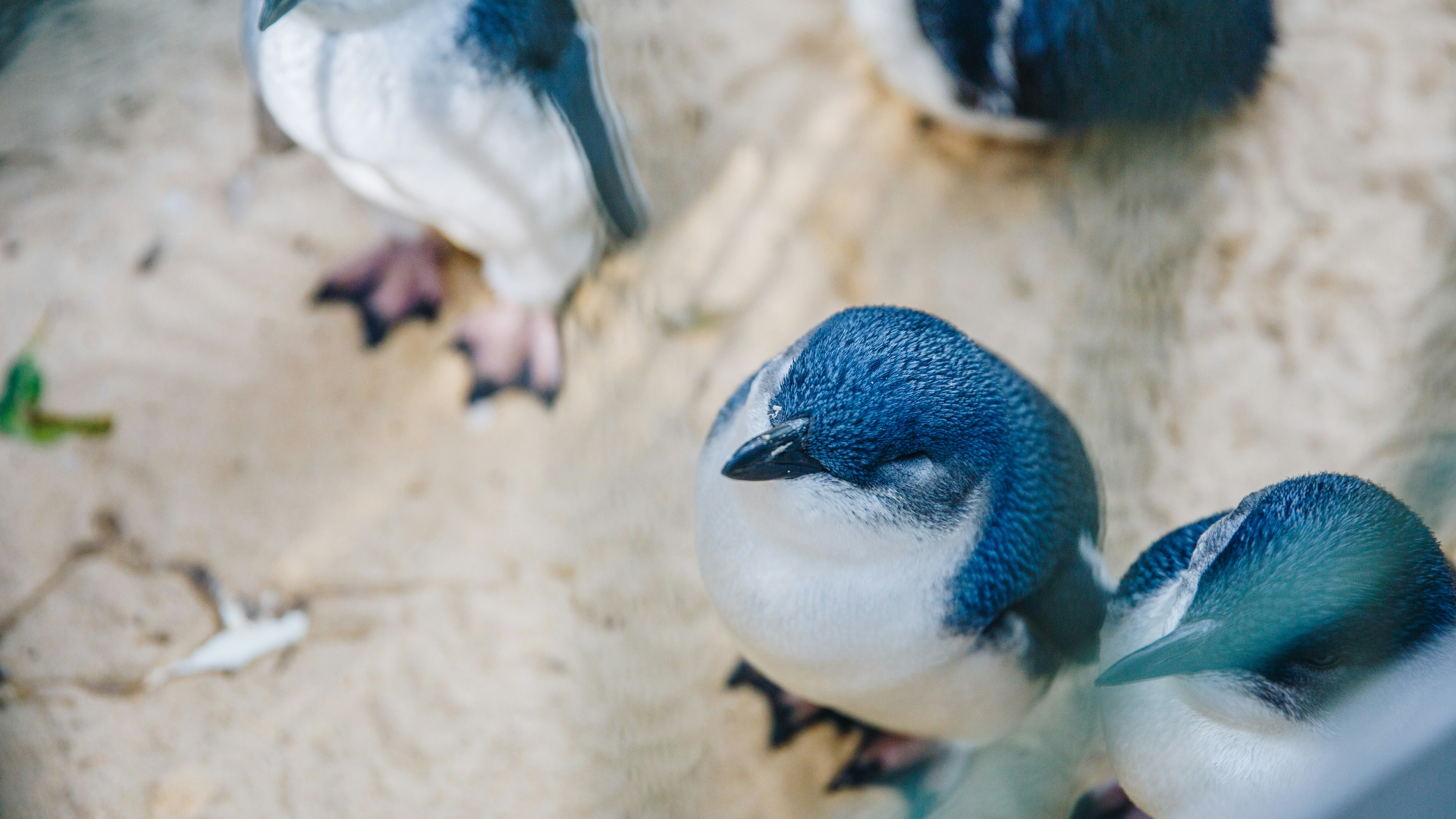 Four blue birds photo – Free Penguine Image on Unsplash