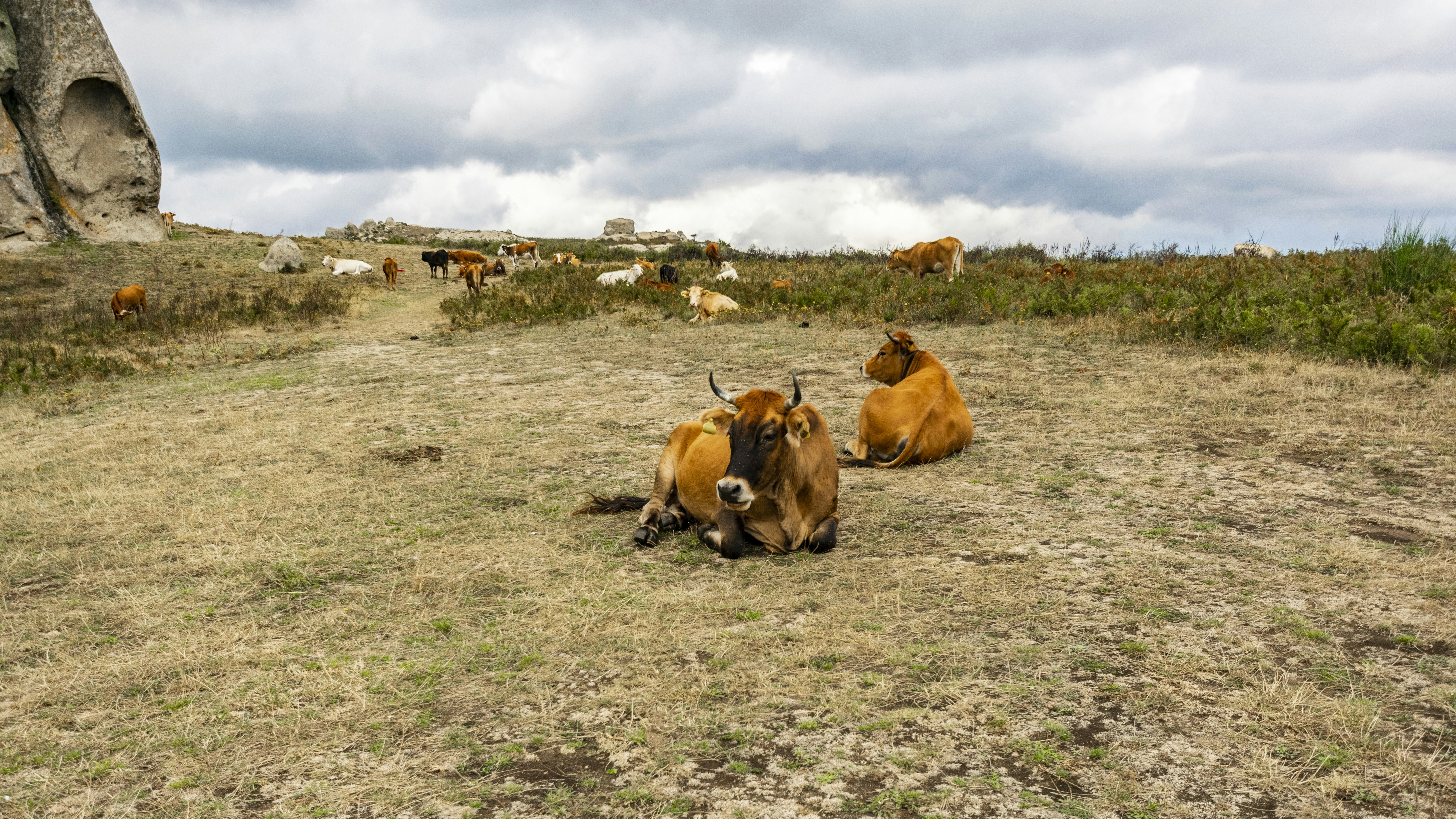 Foto Dos reses tendidas en un campo de hierba – Imagen Riserva naturale ...