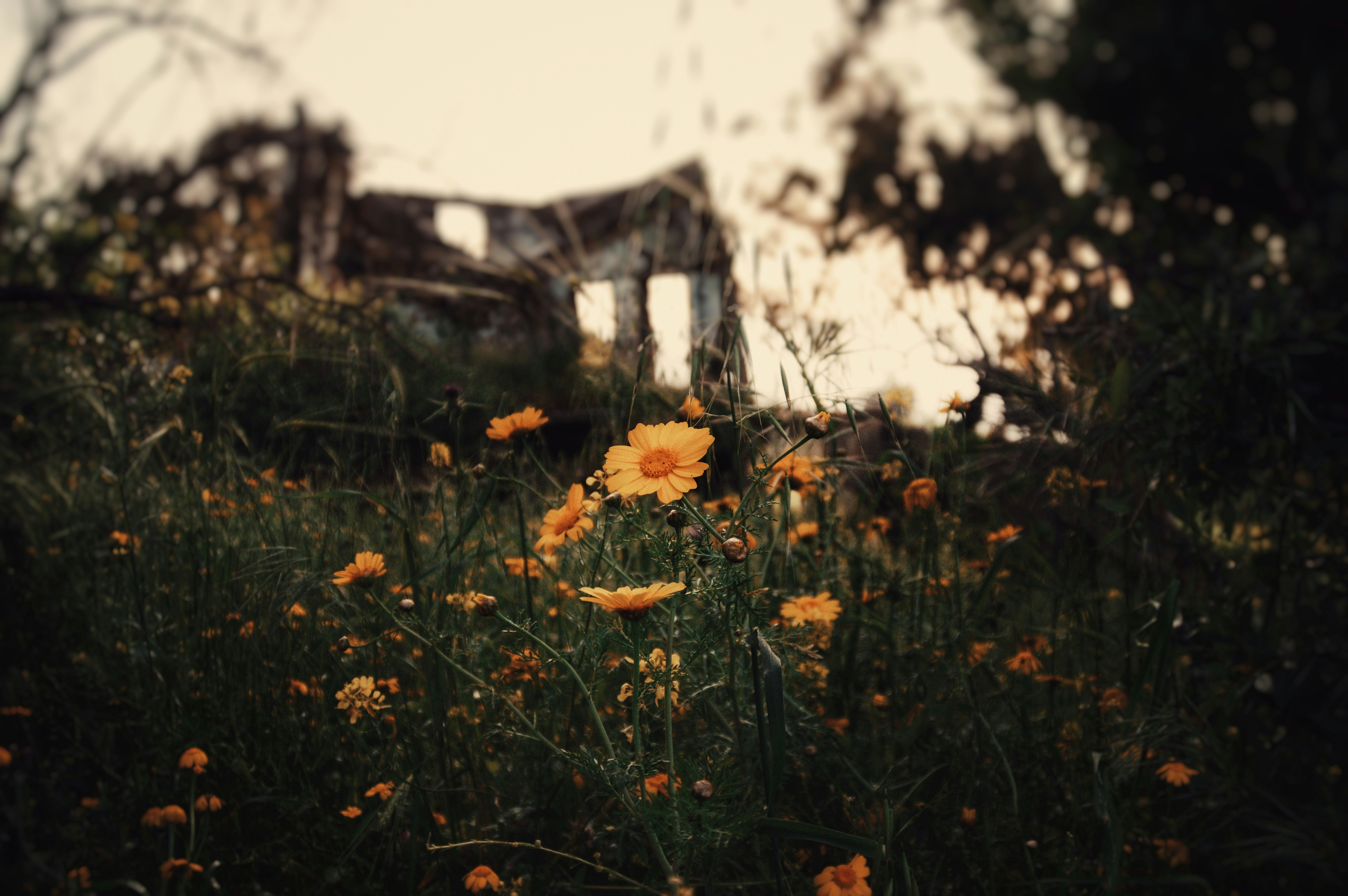 Dusk in a Field of Gold: Wildflowers Against a Quiet Backdrop