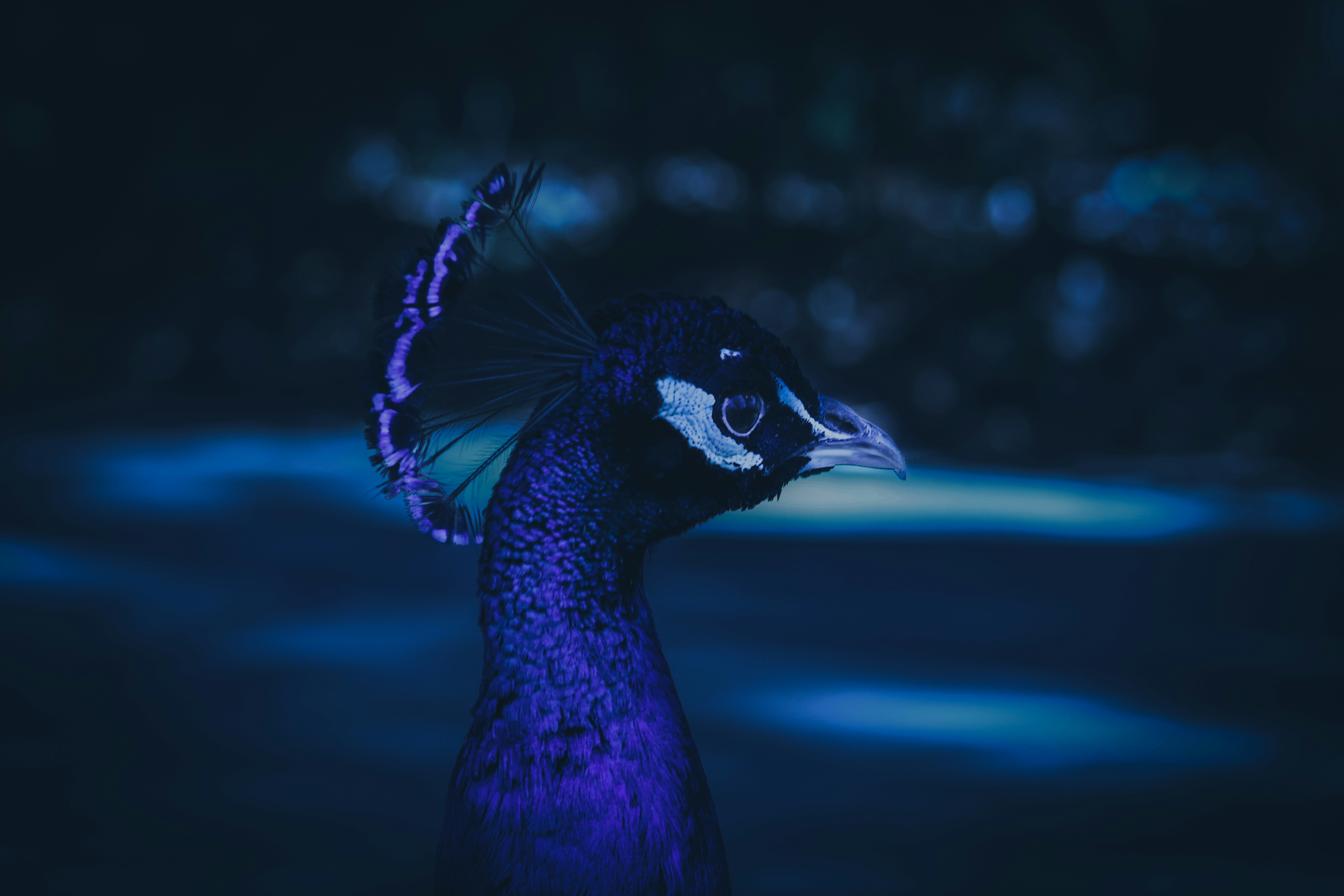 Dark Blue Aesthetic Pictures | Download Free Images on Unsplash