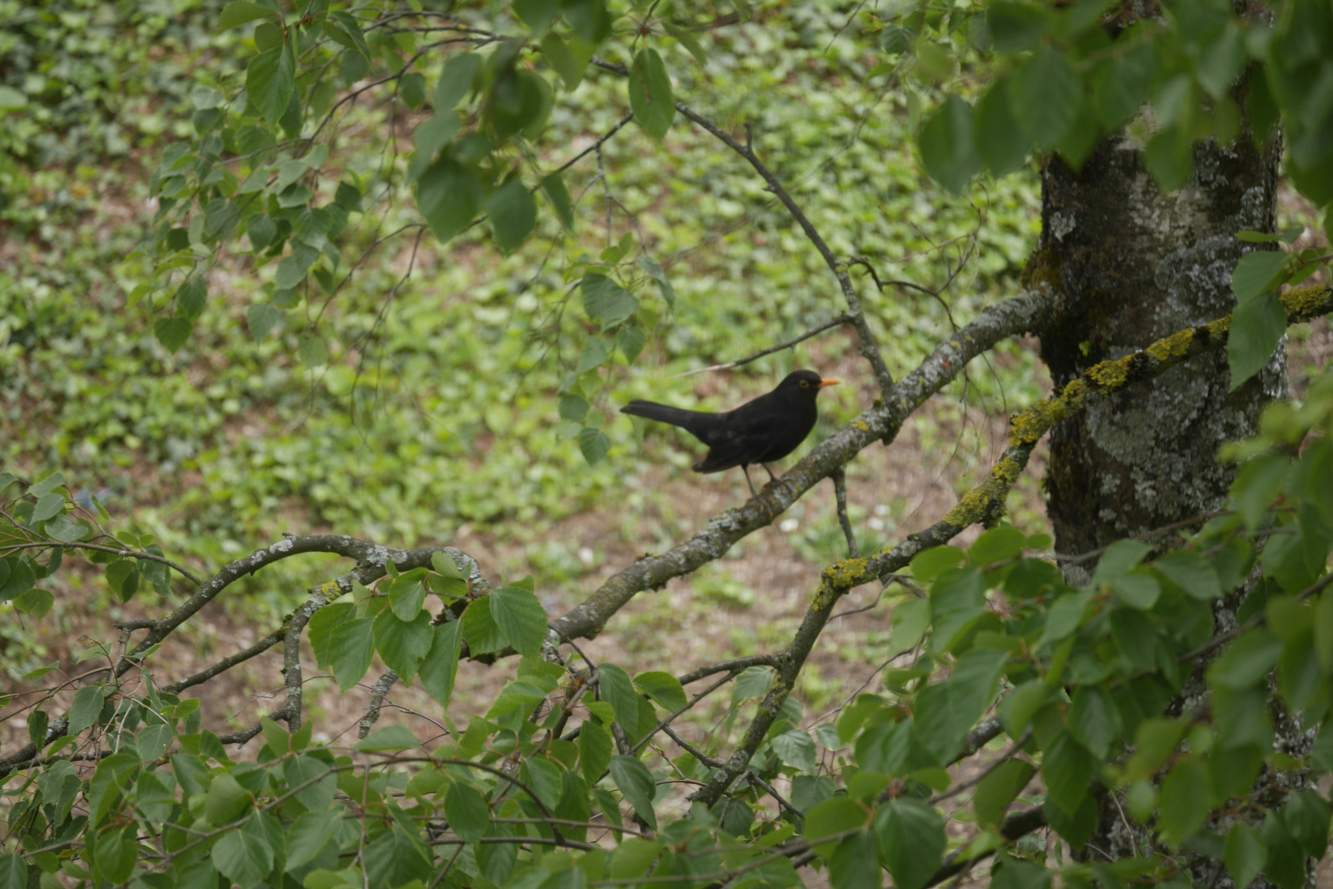 Blackbird perched on a moss-covered branch surrounded by vibrant green leaves.