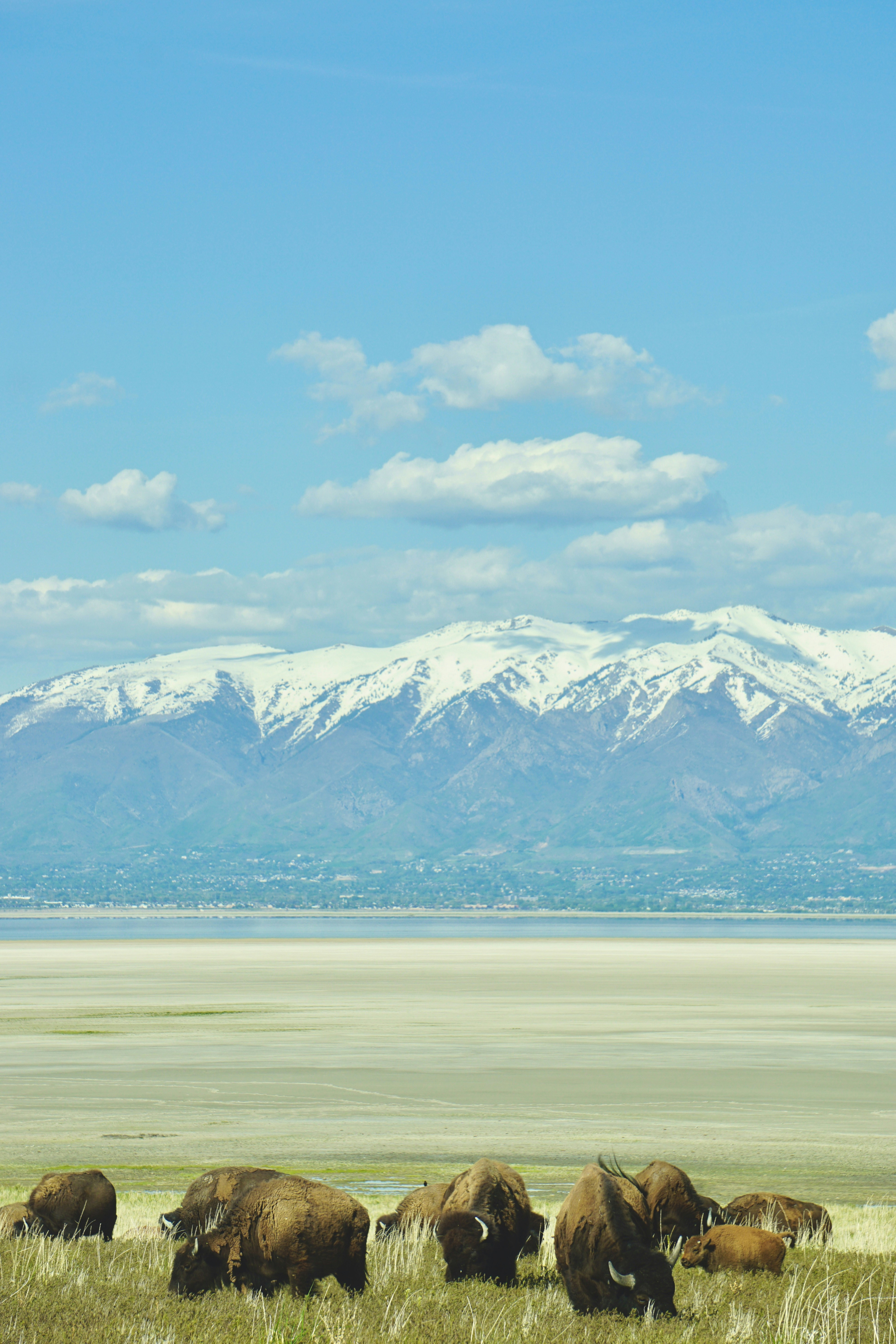 A herd of bison grazes on a grassy plain with snow-capped mountains in the background, under a clear blue sky.