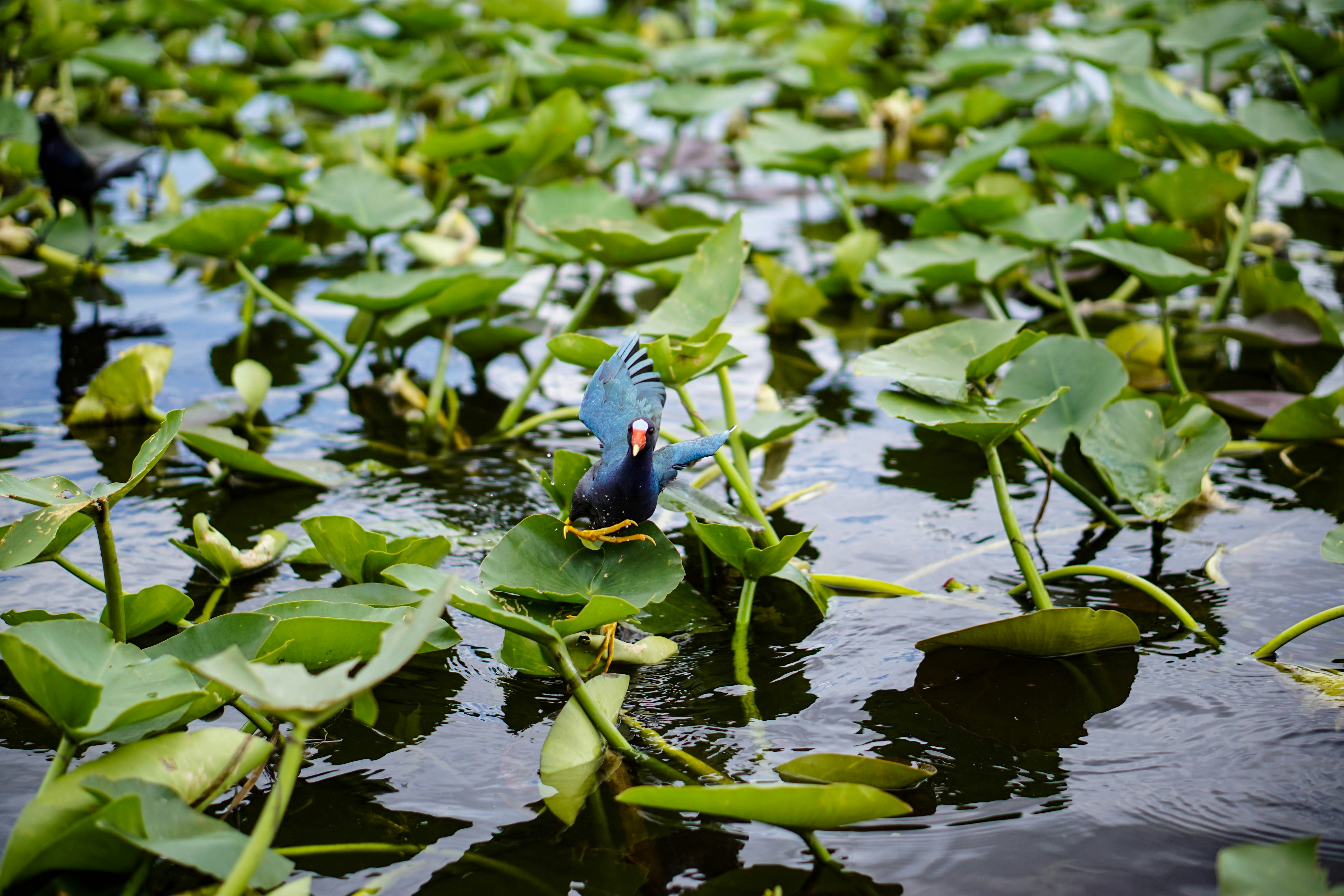 Azure Gallinule Among Water Lilies: A Quiet Moment on the Reflective Pond
