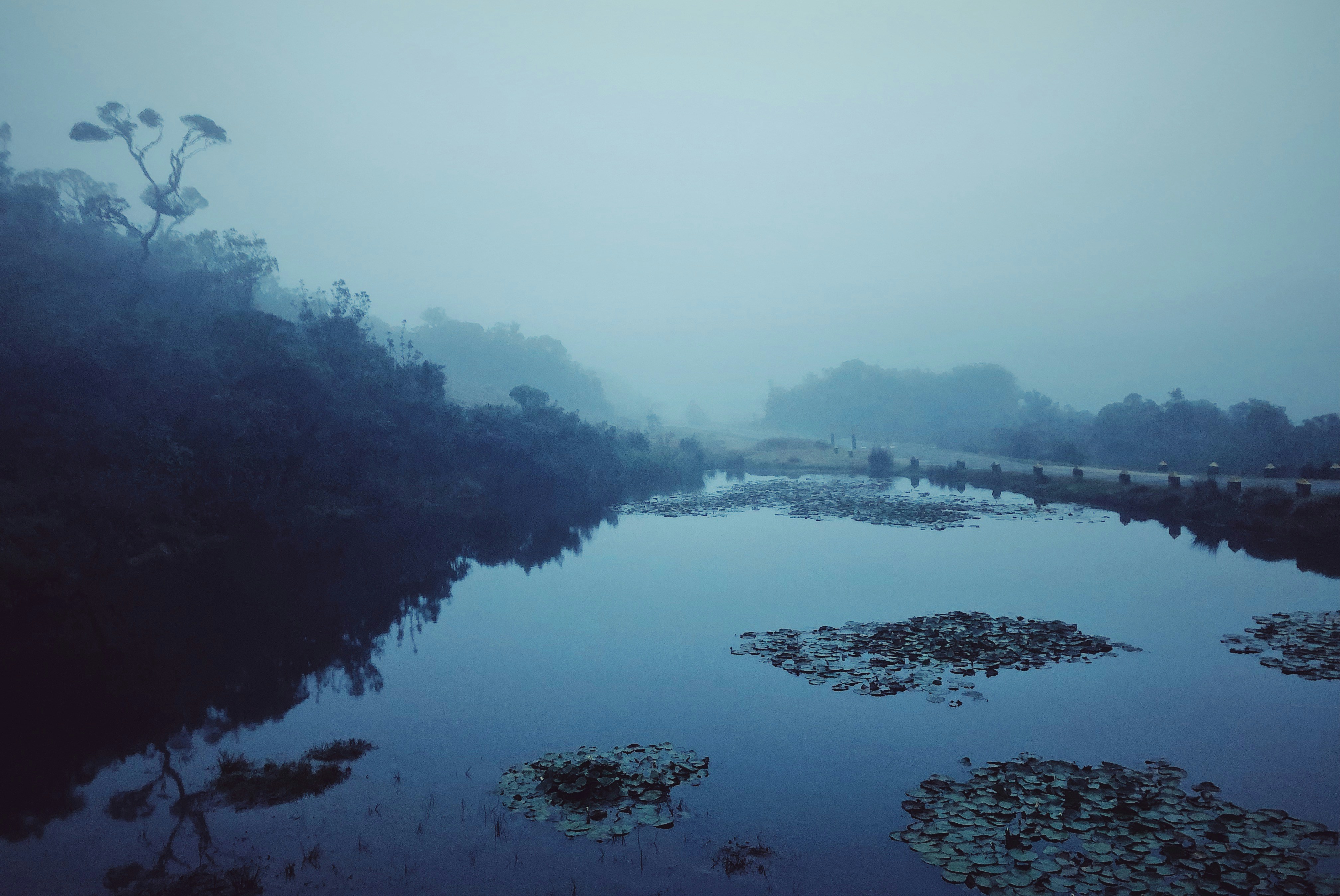 Foggy river scene with aquatic plants and distant trees shrouded in mist.