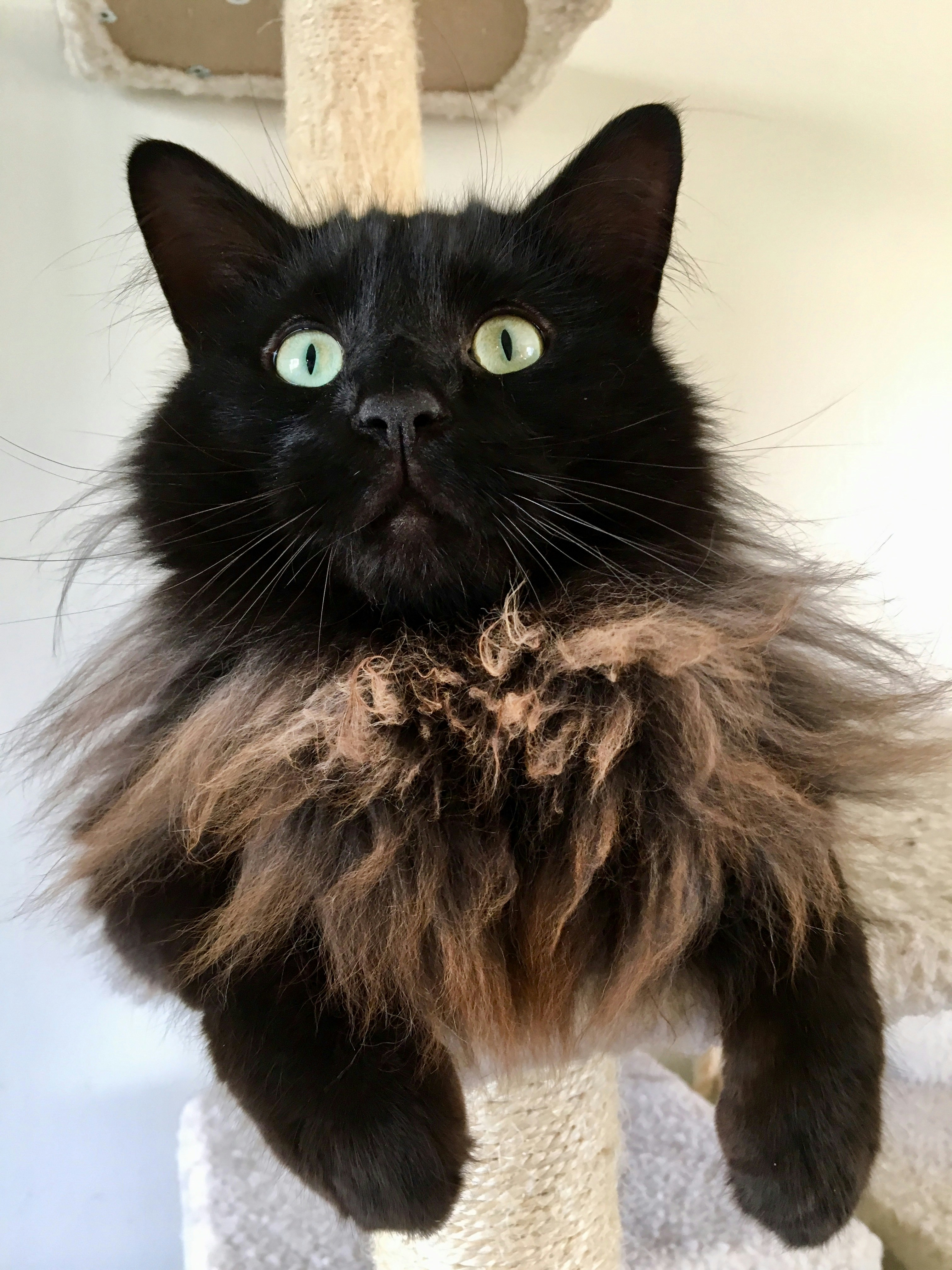 Emerald-eyes in the Fur Cloud: A Cat Patrols the Cat Tree