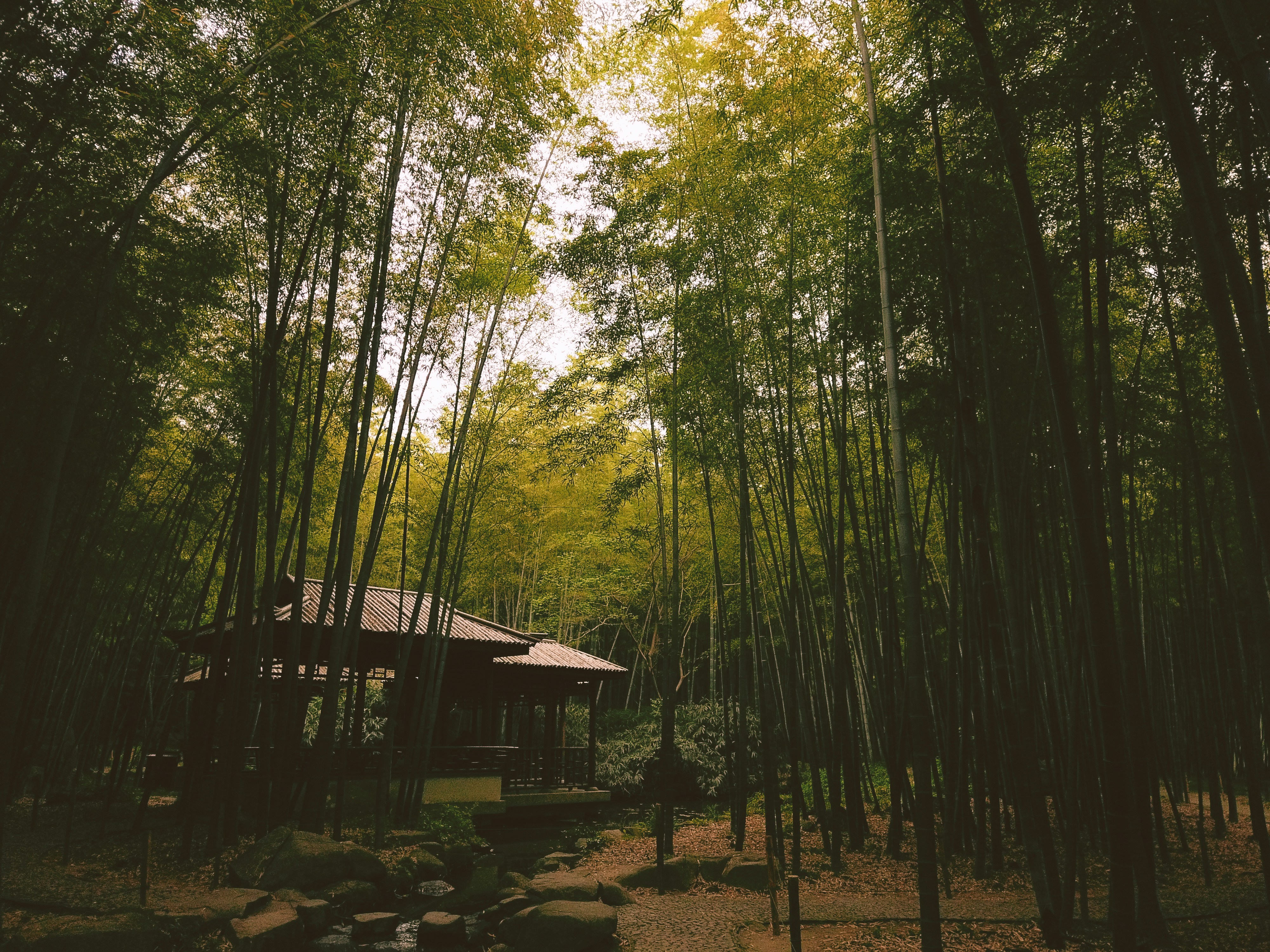 A tranquil wooden structure nestled within a dense bamboo forest, surrounded by lush greenery and soft earth tones.