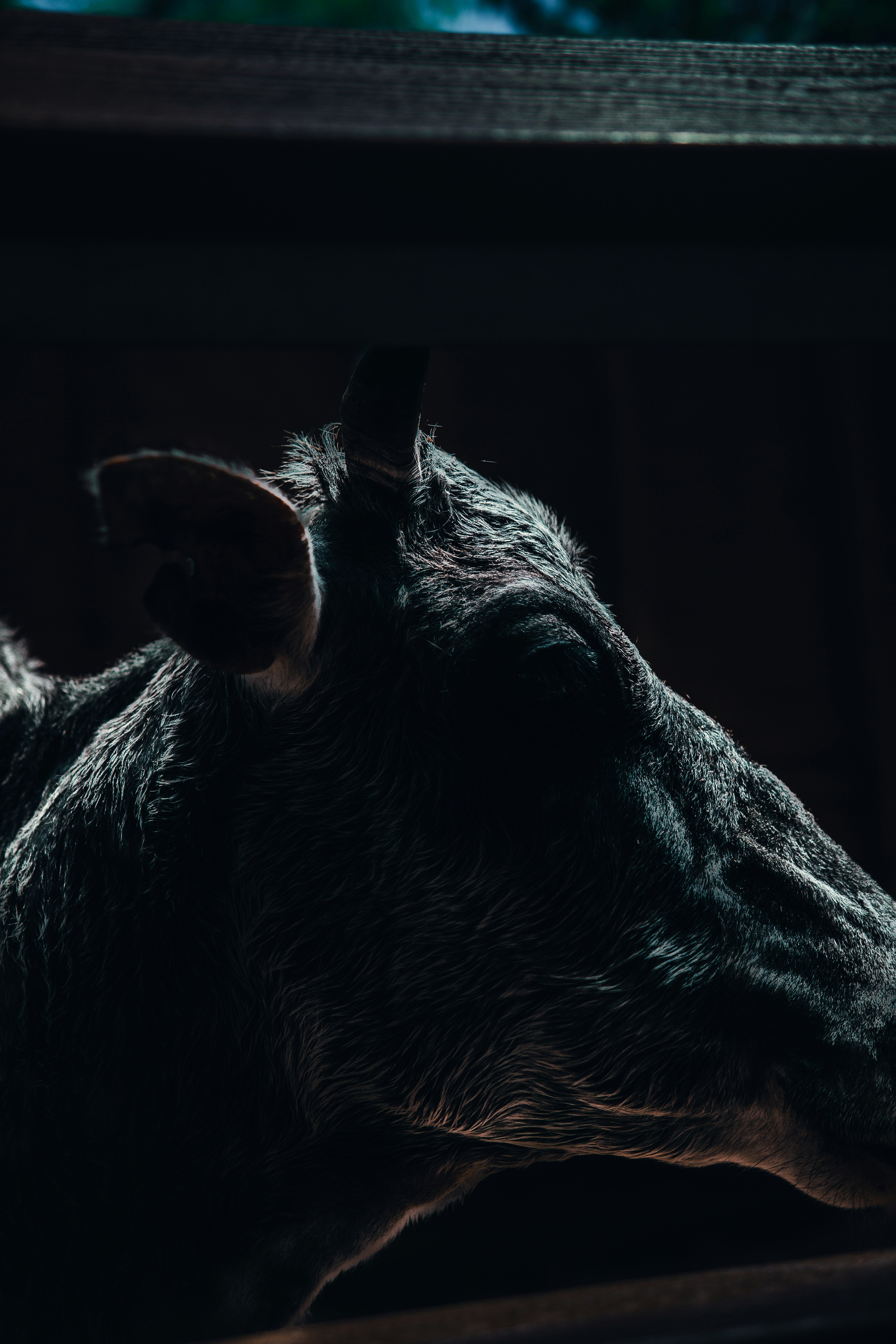 Shadowed Profile: A Cow Emerges from Dim Barn Light