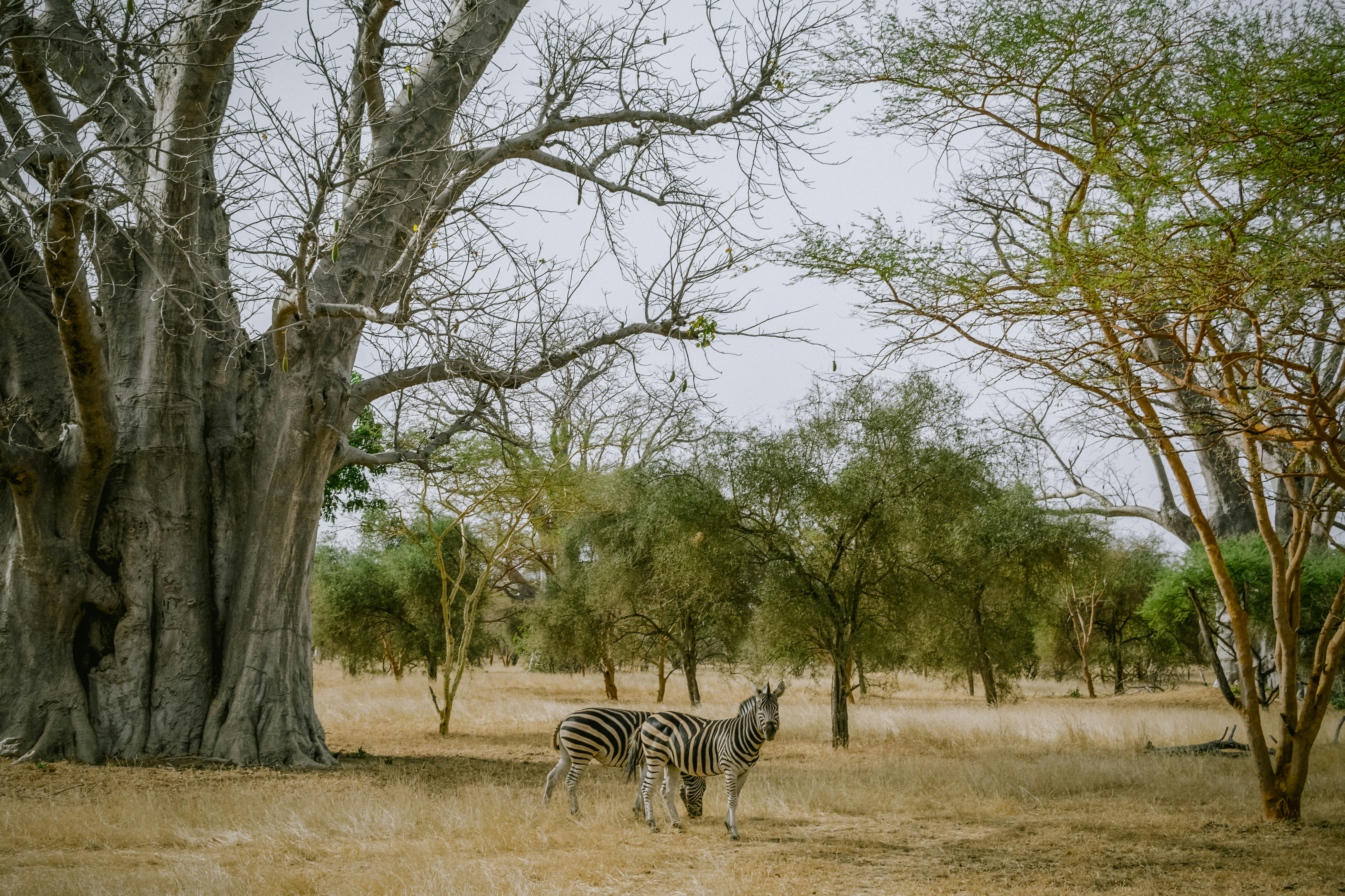 Zebra near trees photo – Free Nature Image on Unsplash