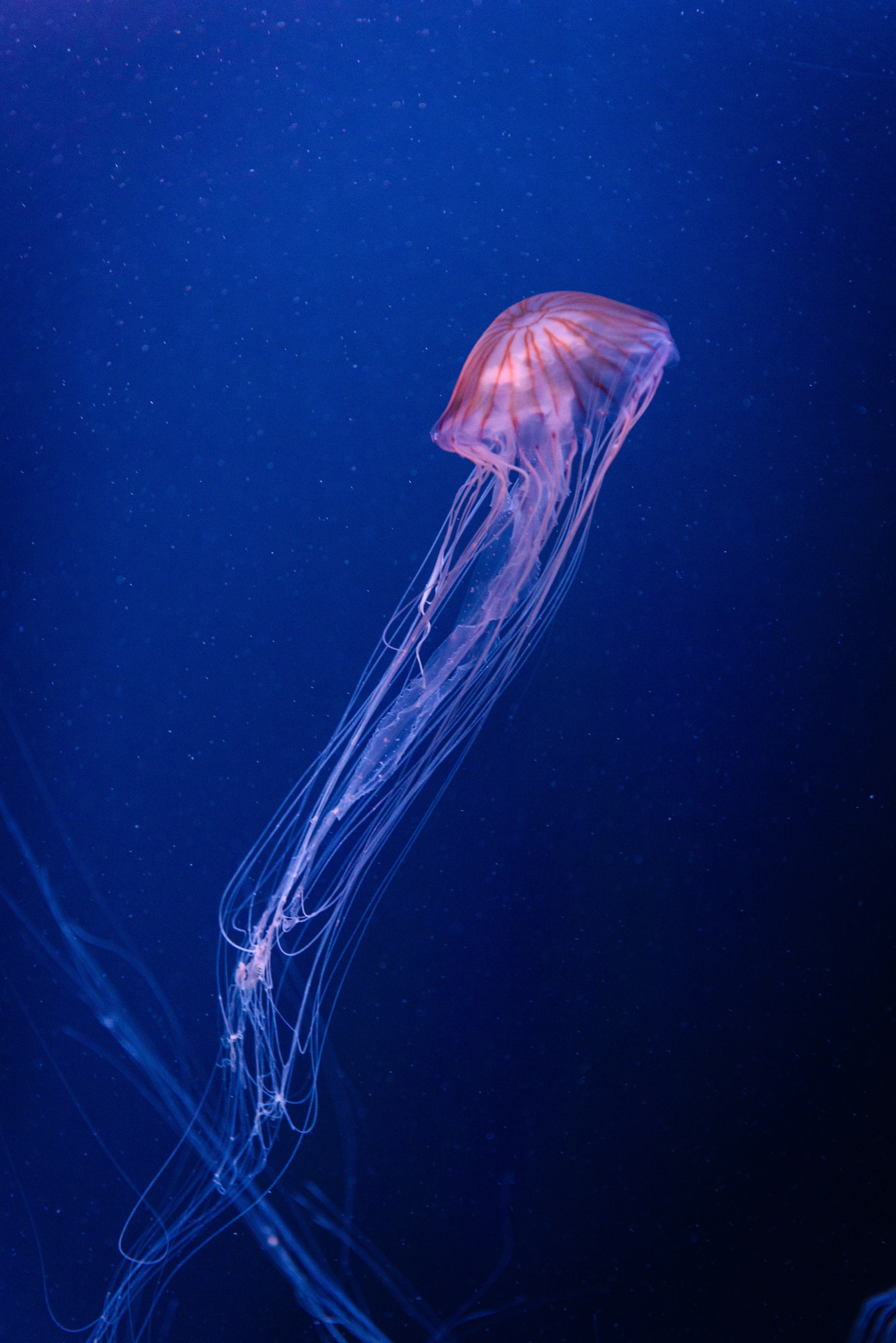 A solitary jellyfish gliding through the deep blue waters, showcasing its ethereal tentacles. The tranquil scene highlights the beauty of marine life.