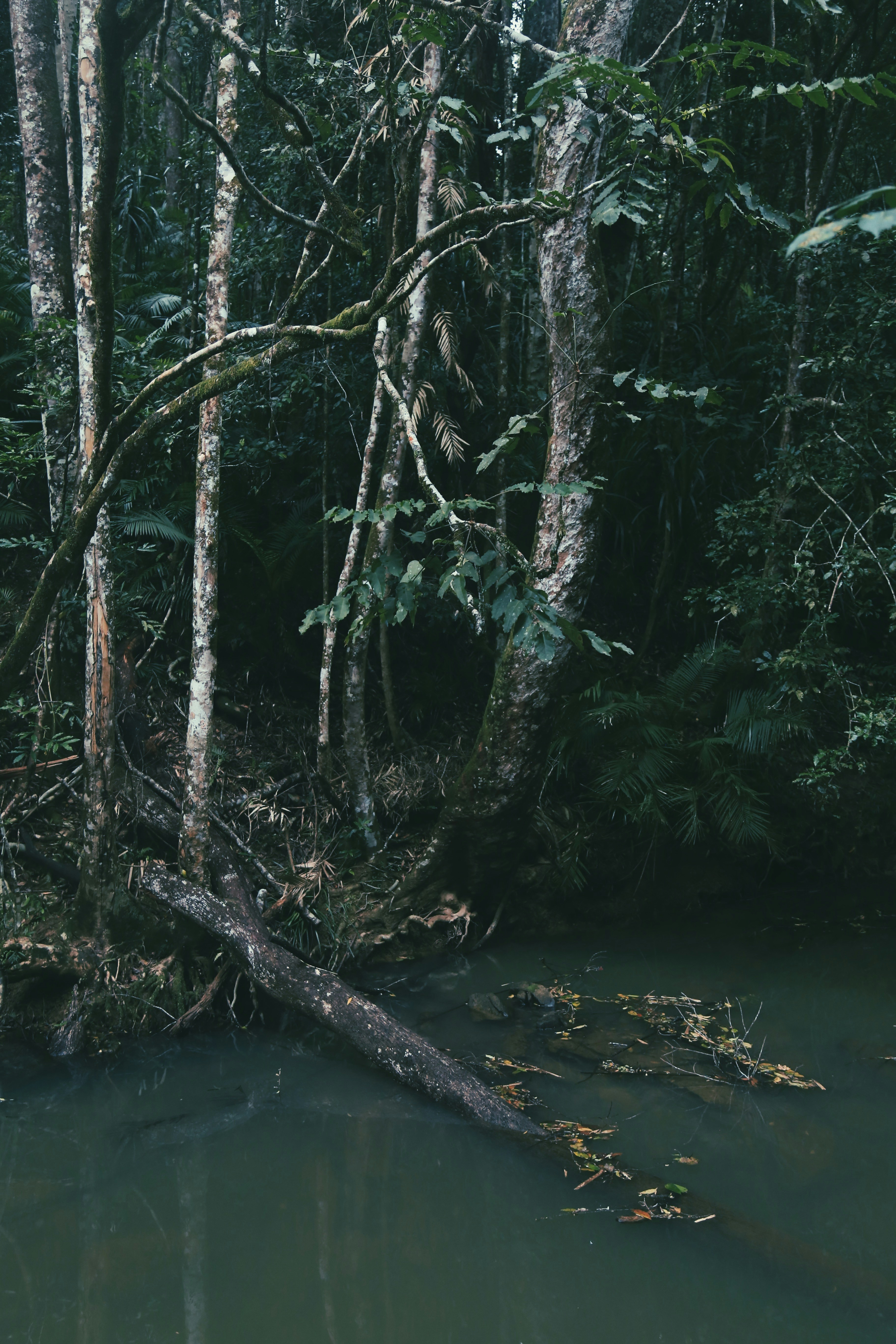 Green-leafed tree near body of water photo – Free Forest Image on Unsplash