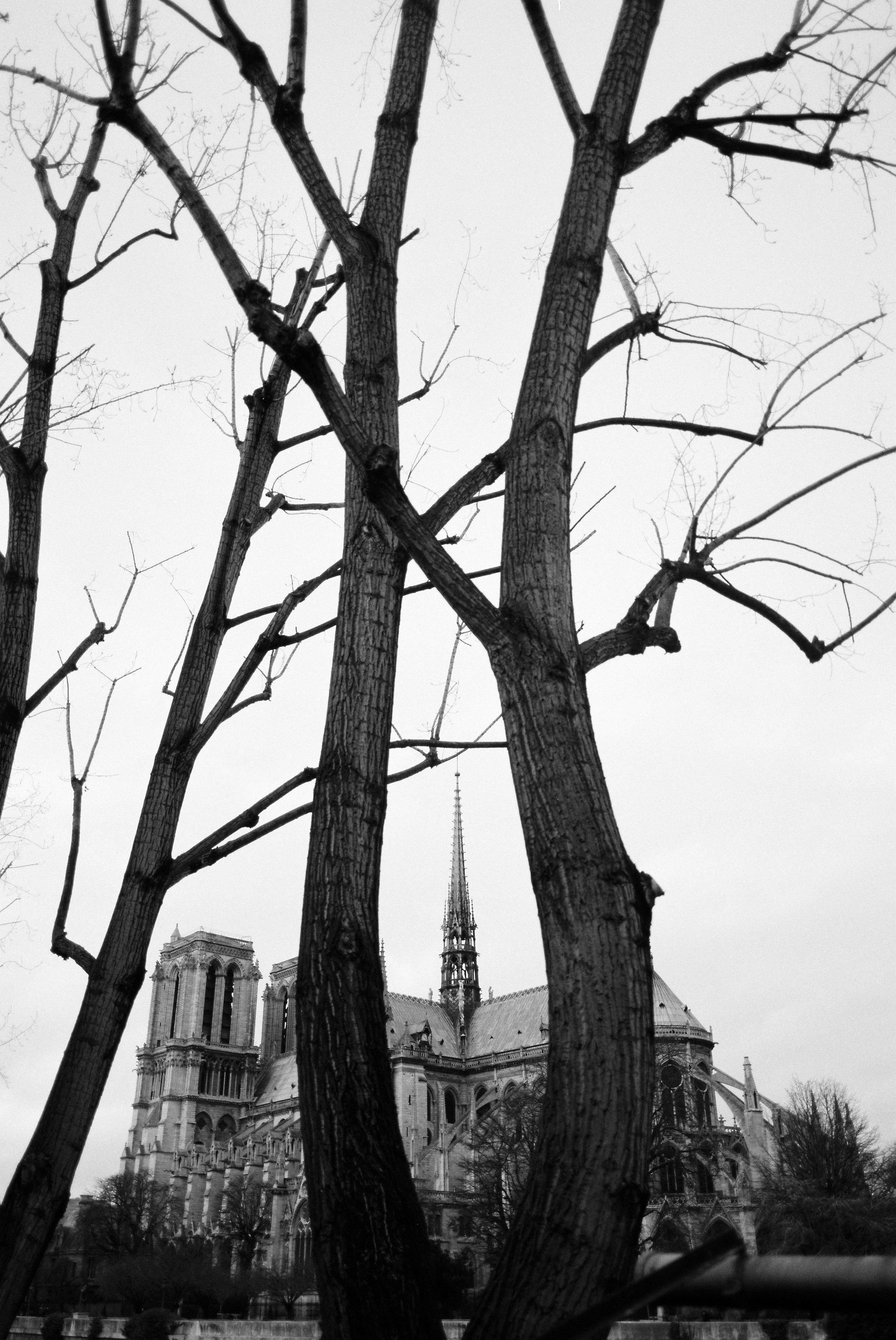 Spire in Frost: Notre-Dame Framed by Winter Branches