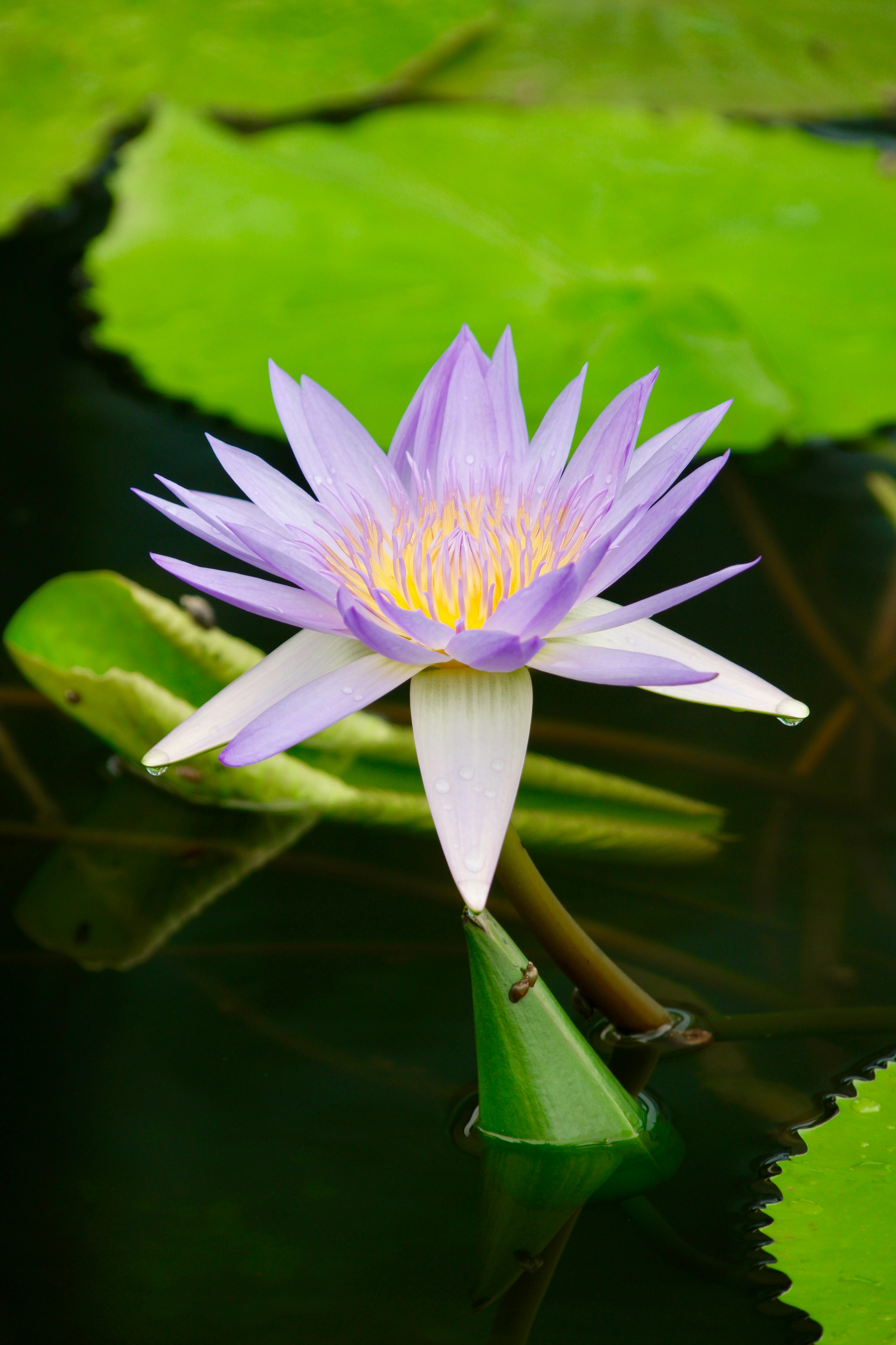 A vibrant purple water lily gracefully floats atop a tranquil pond, surrounded by lush green lily pads. The delicate petals and striking yellow center create a harmonious scene.