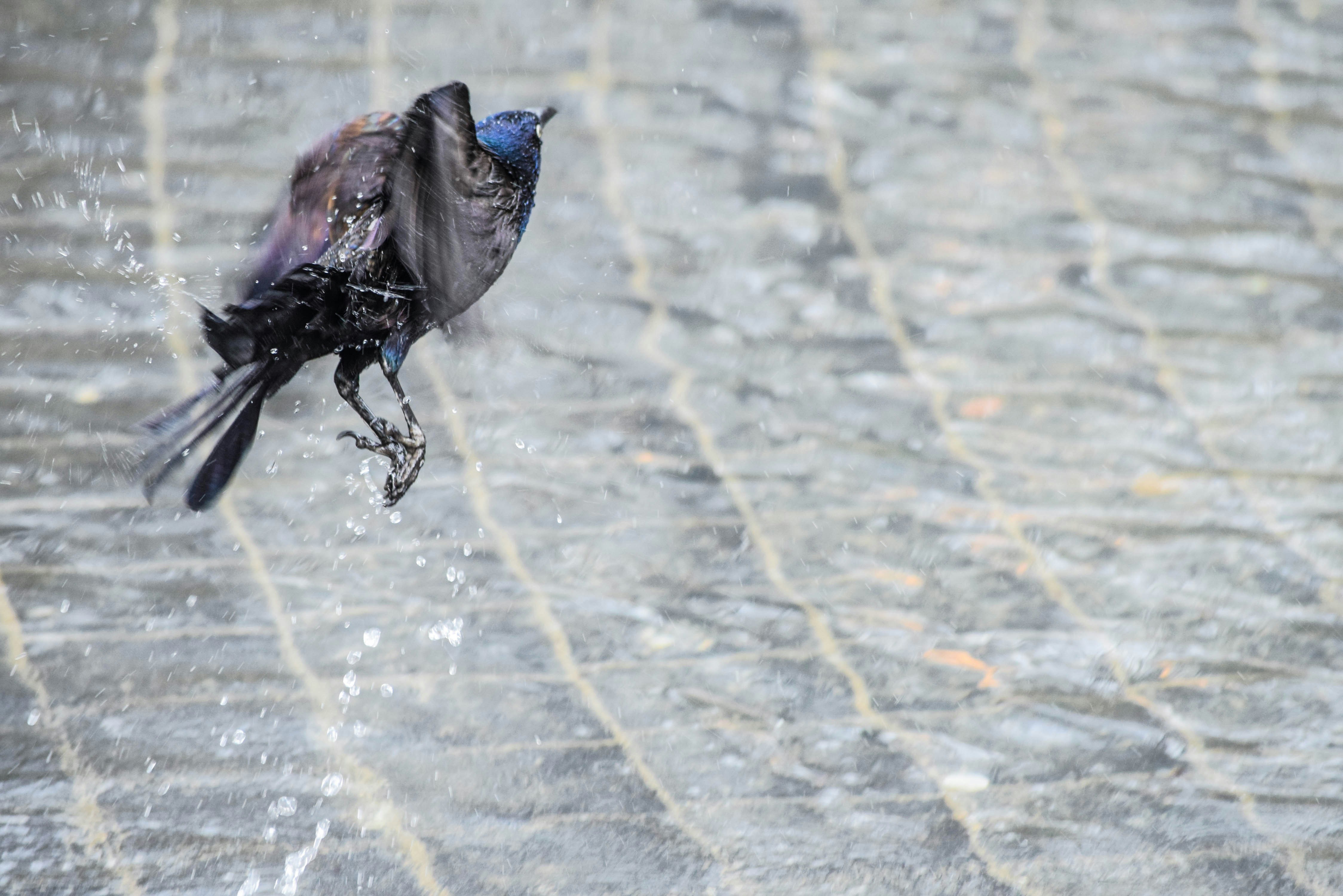 Midflight over a Rain-Slicked Plaza