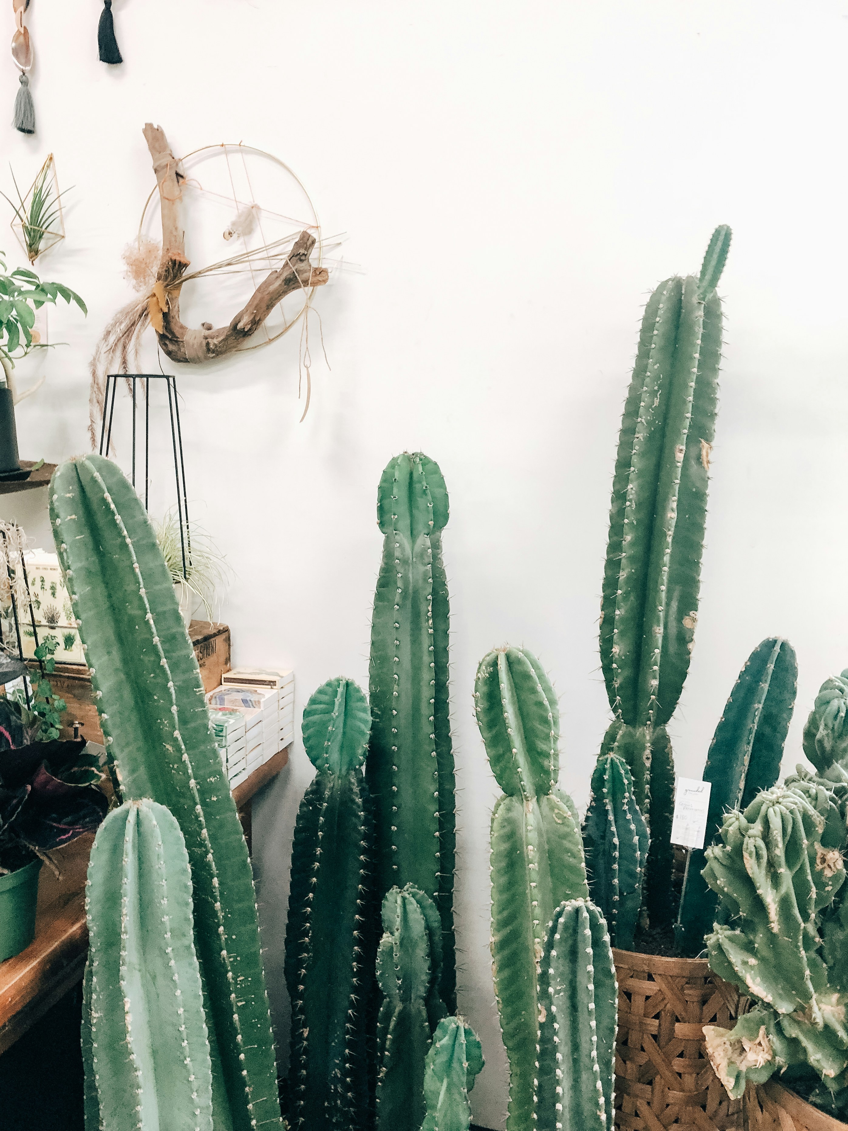 A group of cactus plants sitting on top of a wooden table photo – Free ...