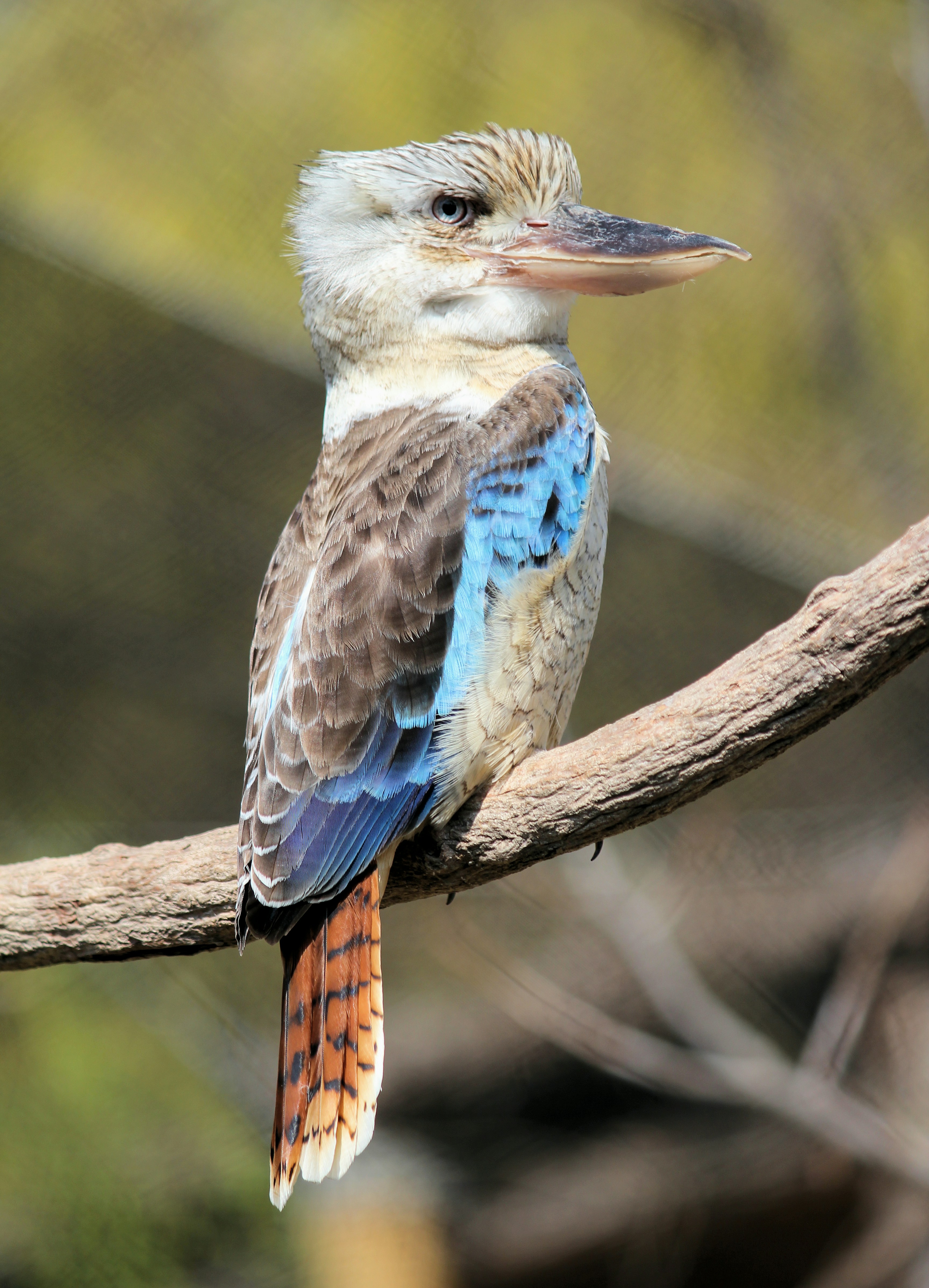 Azure-Winged Kookaburra Perched on a Weathered Branch