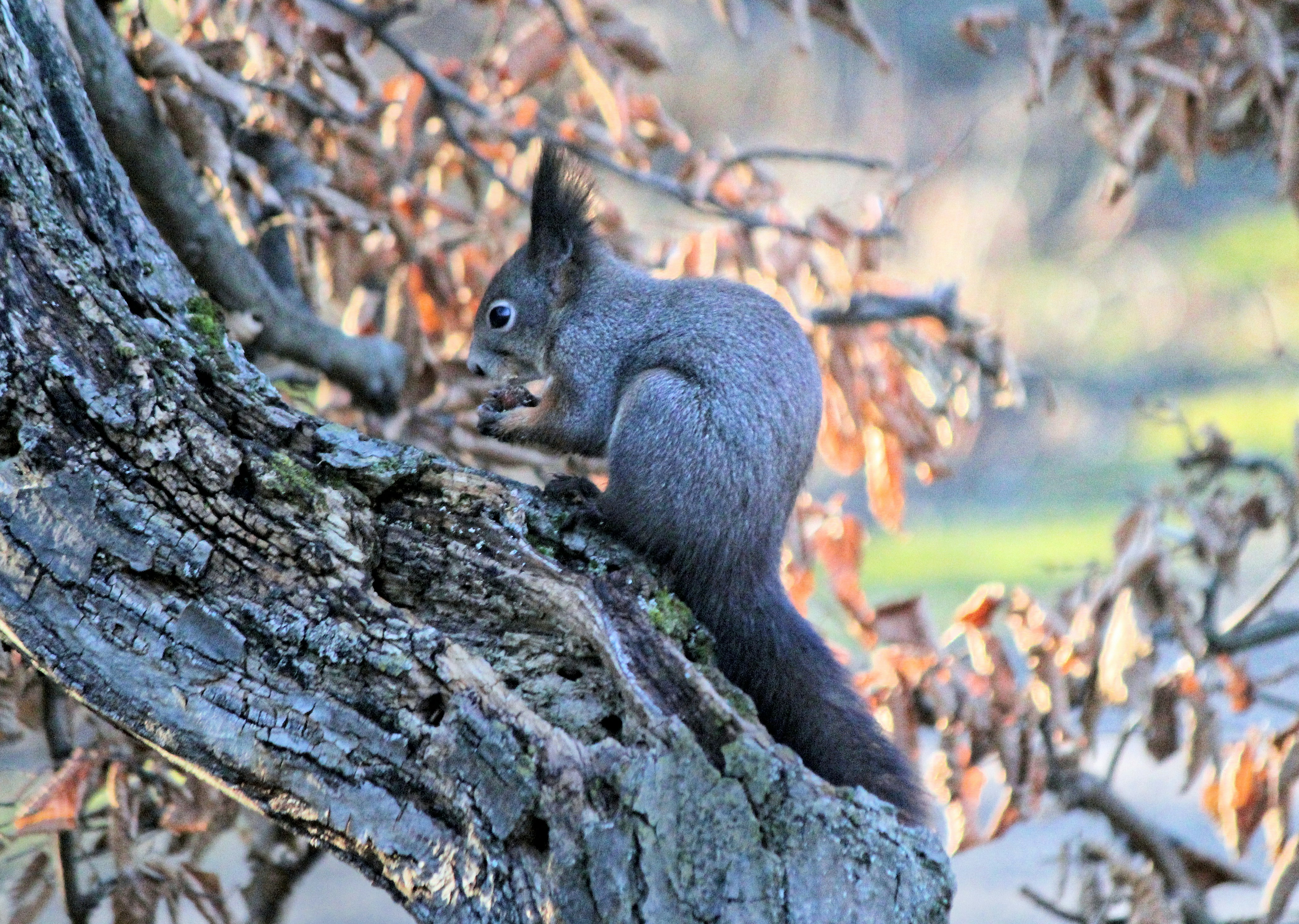 Squirrel perched on a textured tree branch, nibbling on a nut amidst autumn leaves. The warm sunlight enhances the scene's natural beauty.