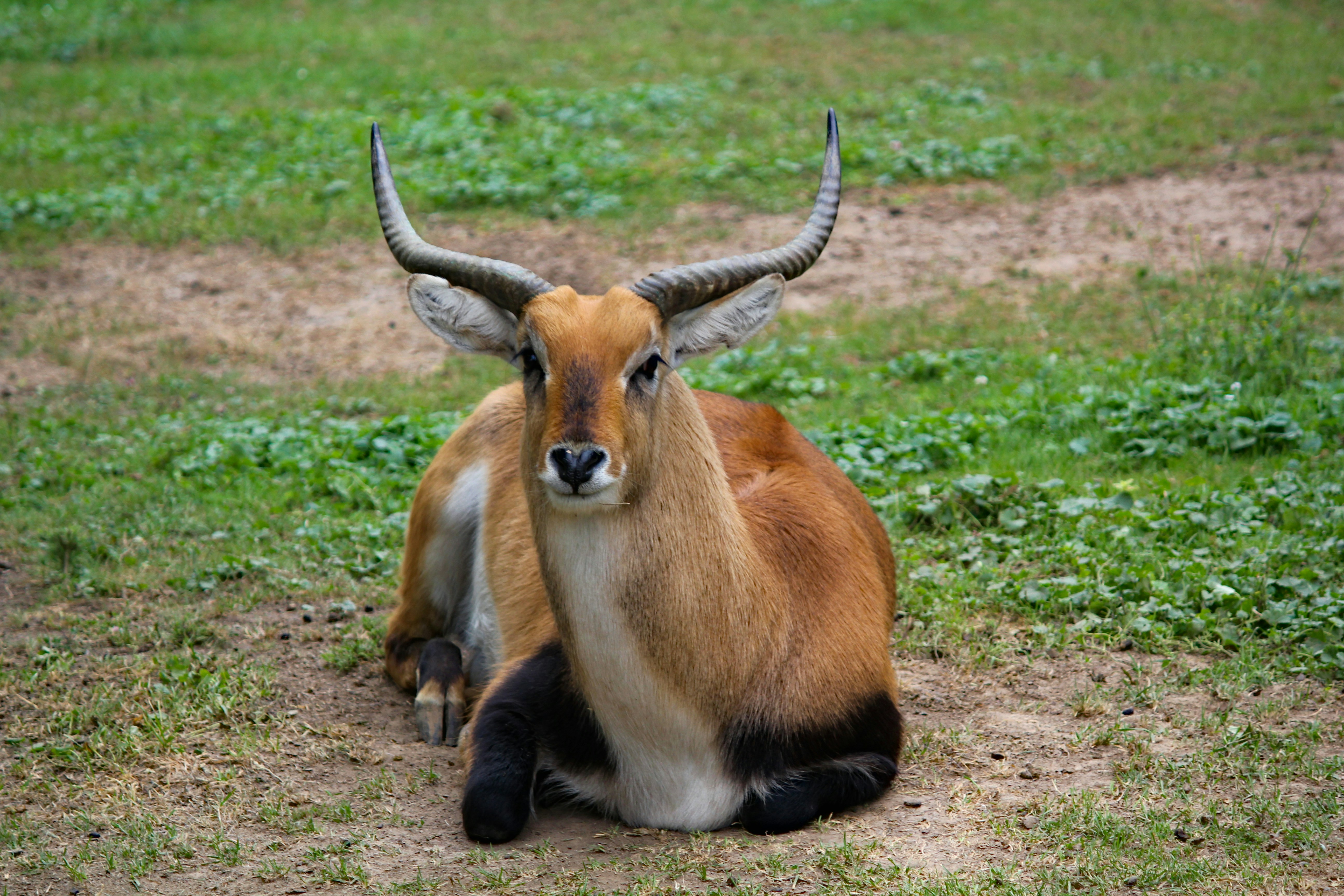 antelope on grass