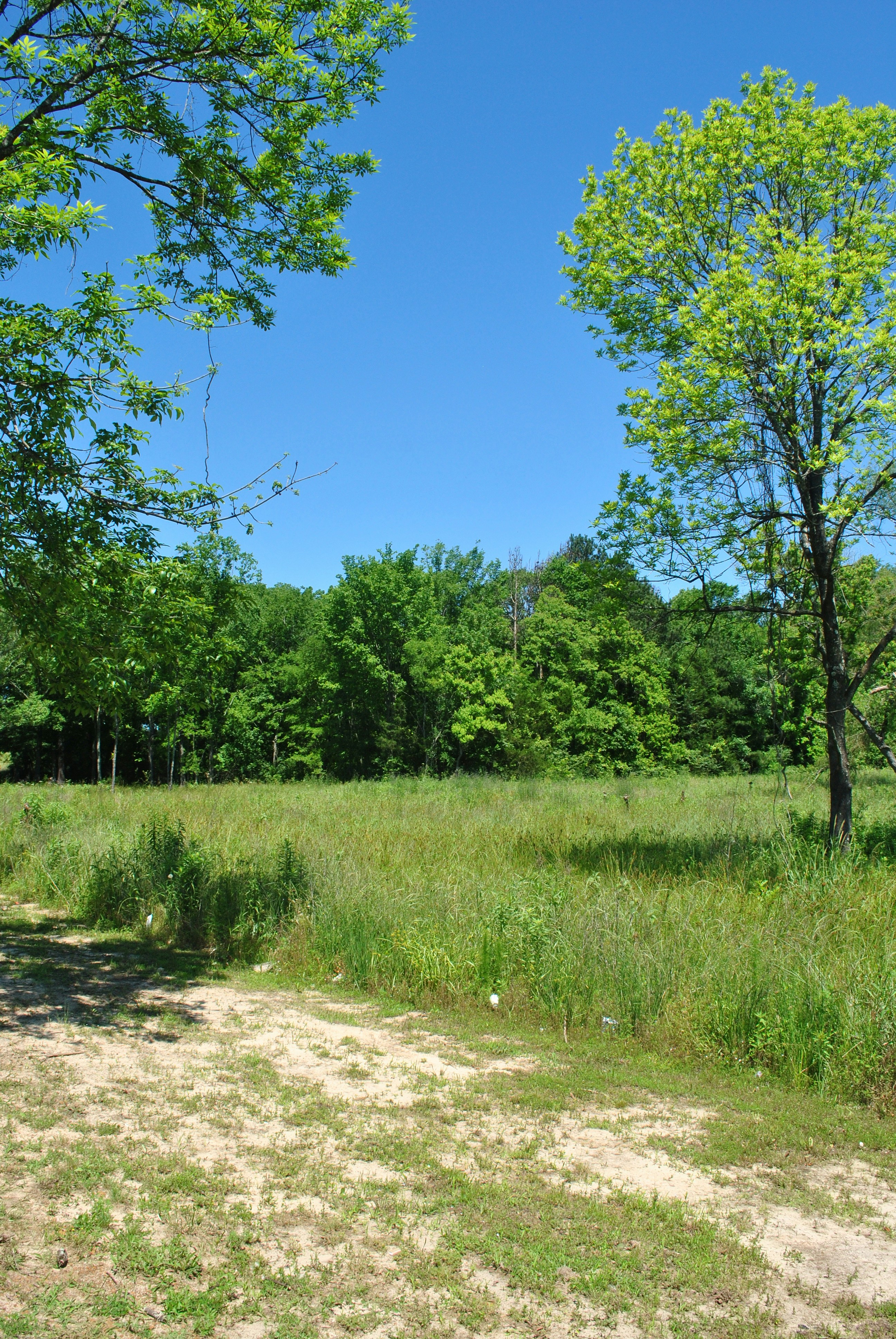 Sunlit Meadow Framed by a Quiet Forest Edge