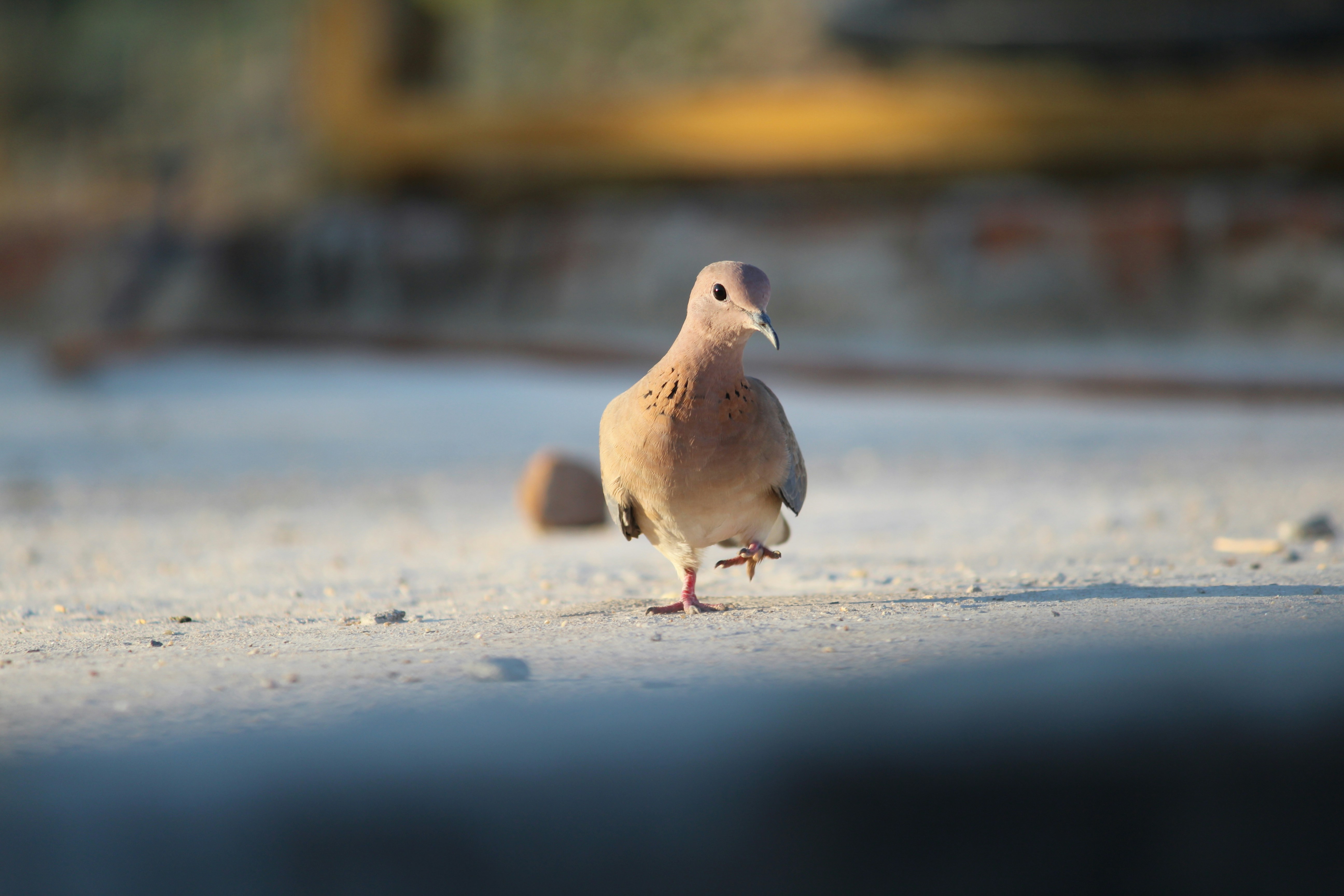 Paloma marrón foto – Imagen de Animal gratuita en Unsplash